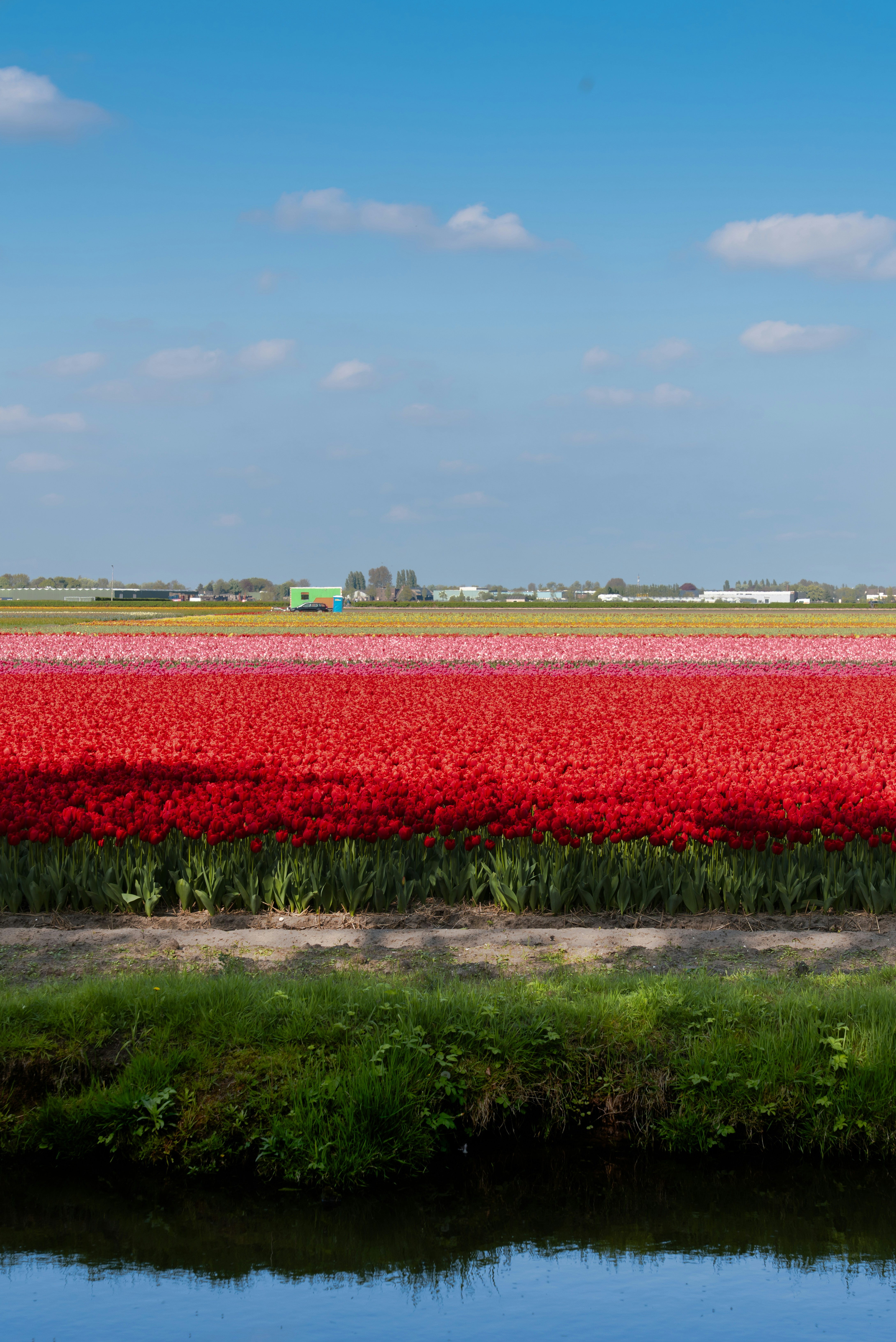 Field of Crimson Rows Under a Wide Dutch Sky