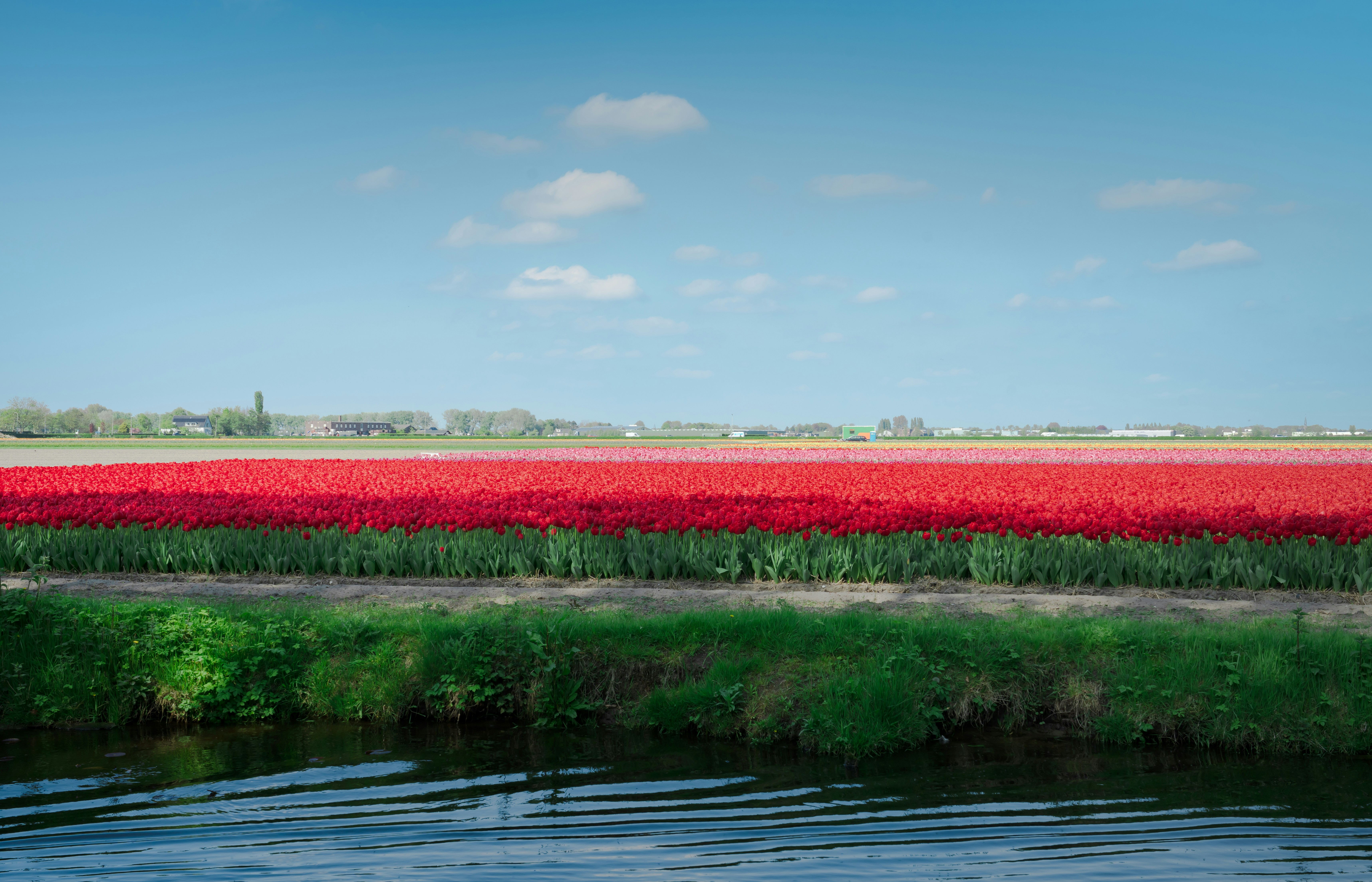 Tulip Sea: Red Rows Stretch Across a Quiet Waterfront