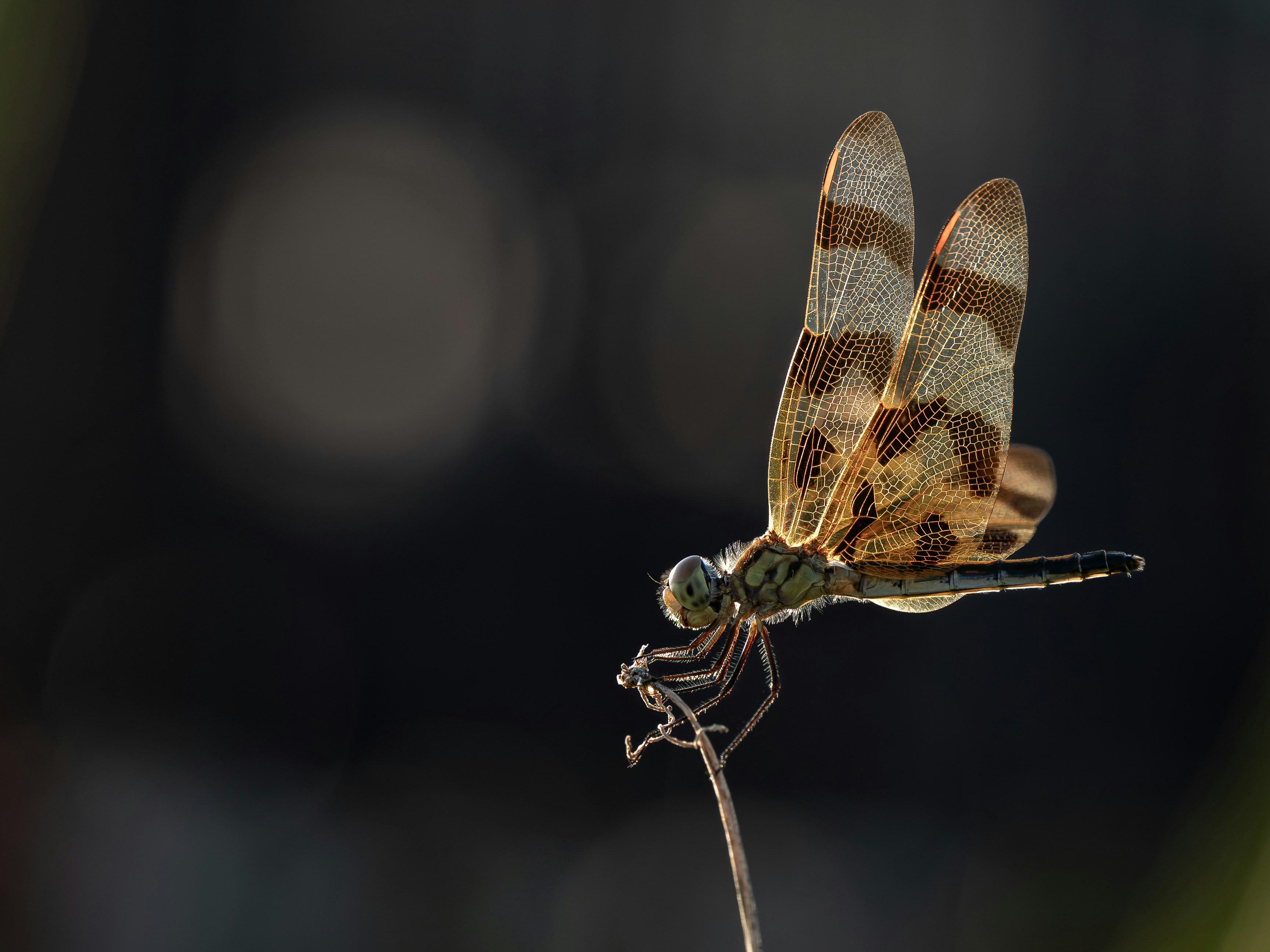 Golden Lattice: A Dragonfly Perched on a Bare Twig