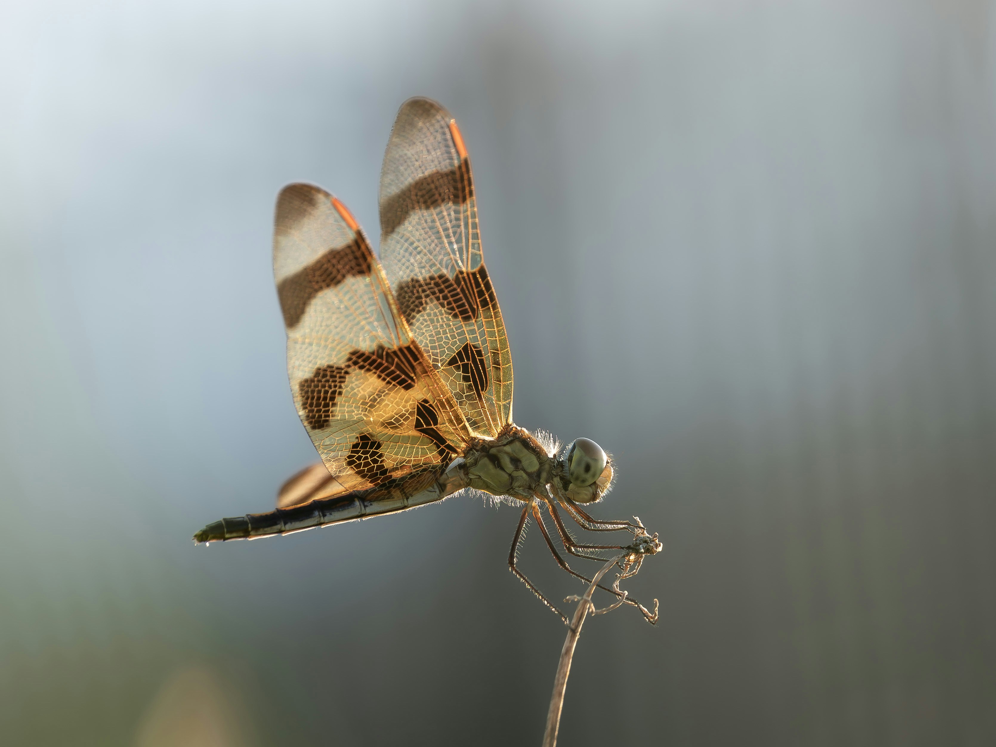 Gilded Wing in Soft Backlight