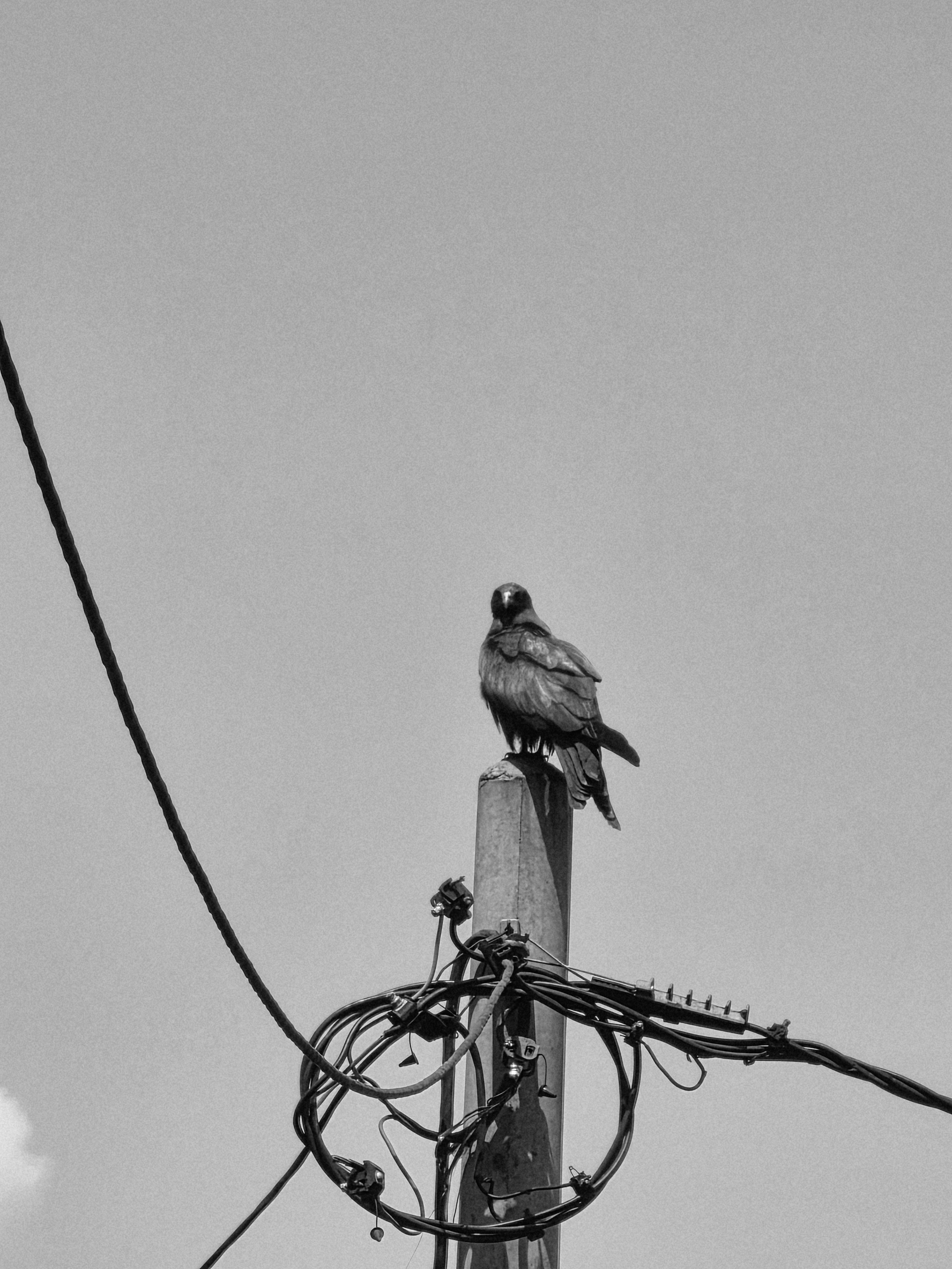 Perched Sentinel above the Tangle of Wires