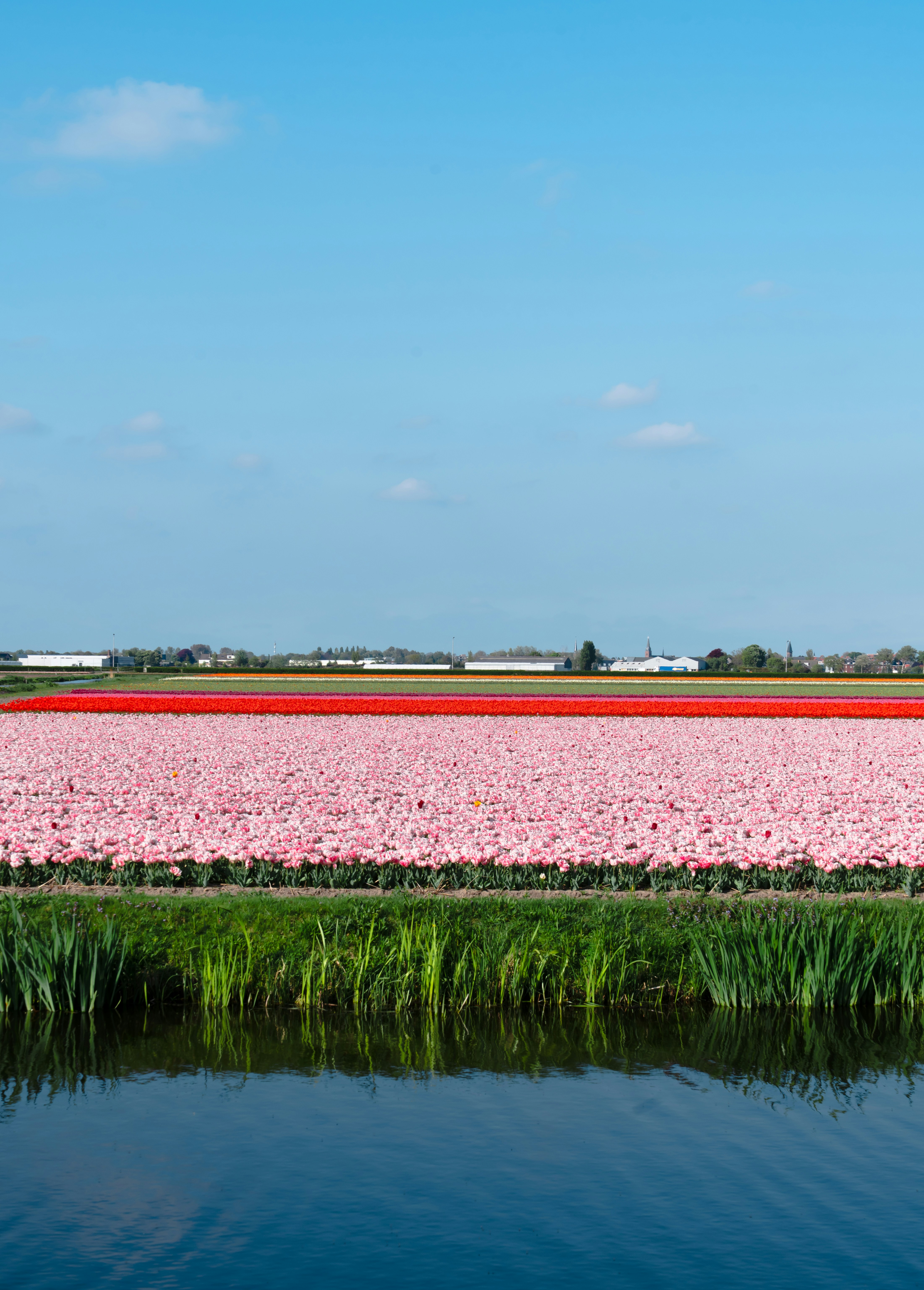 Fields of Pink: A Striped Bloom Landscape Under a Clear Sky