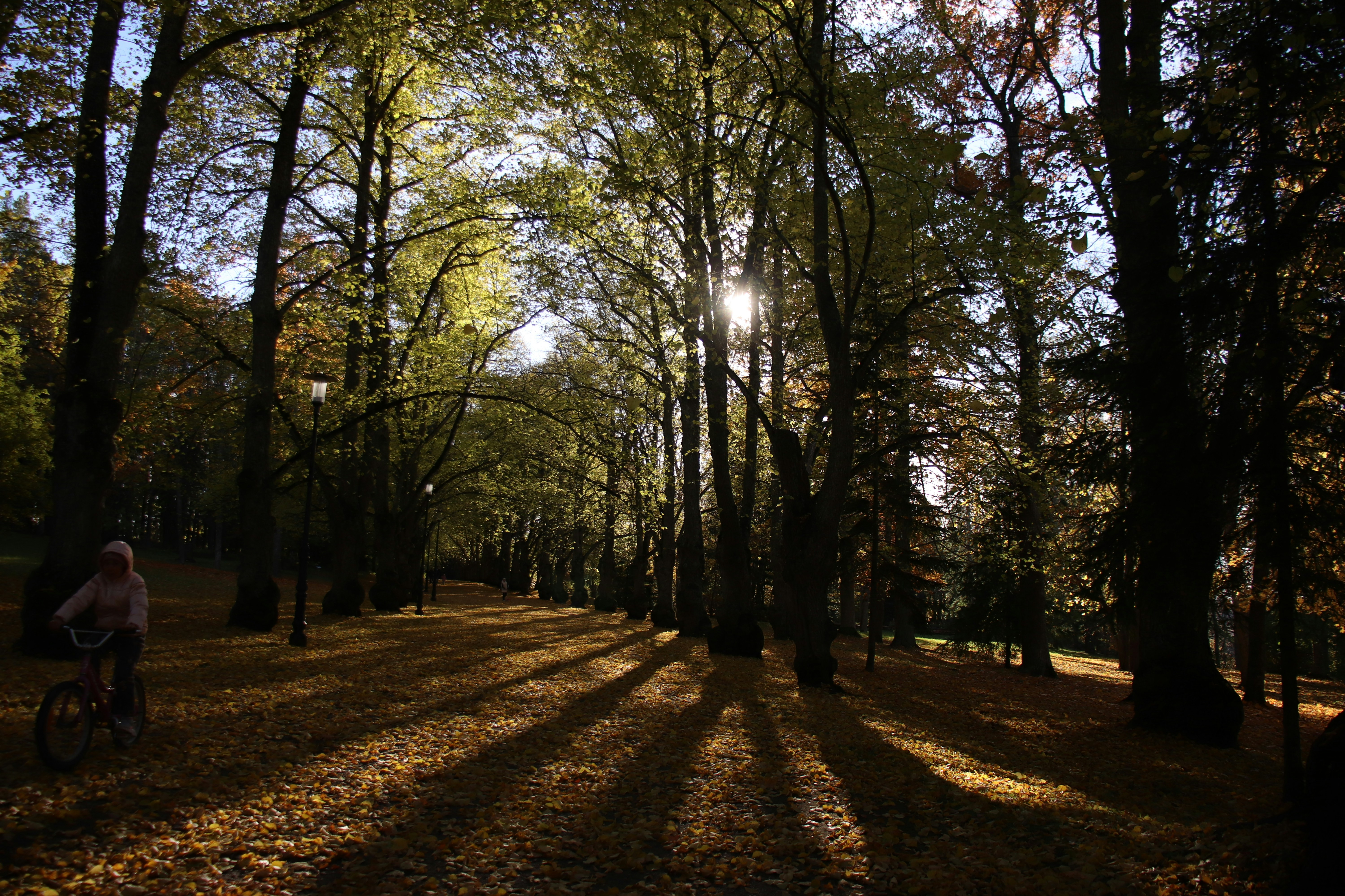 Golden Rayburst Through a Quiet Park Aisle