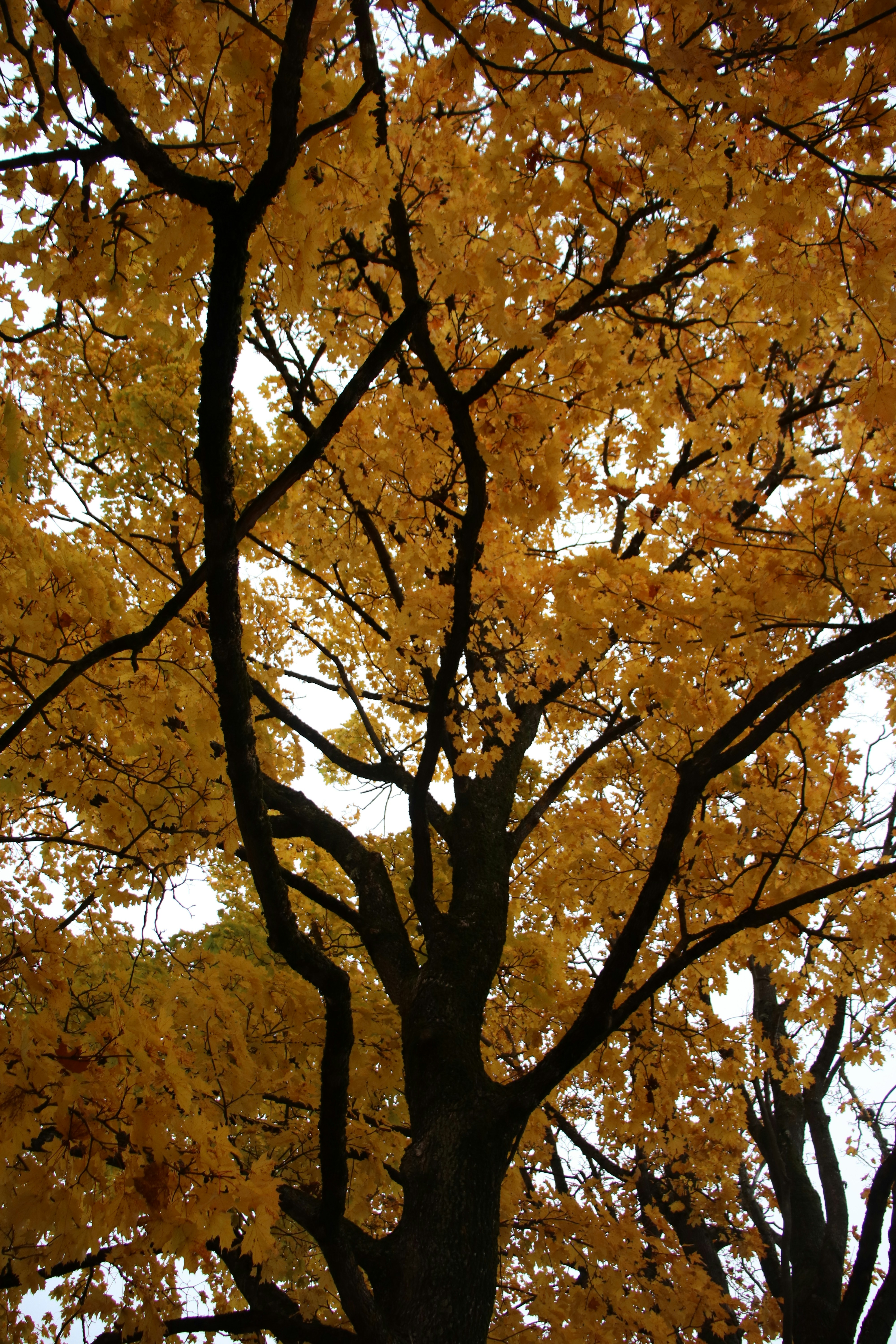 Golden Canopy: Autumn Branches Reaching Toward Light