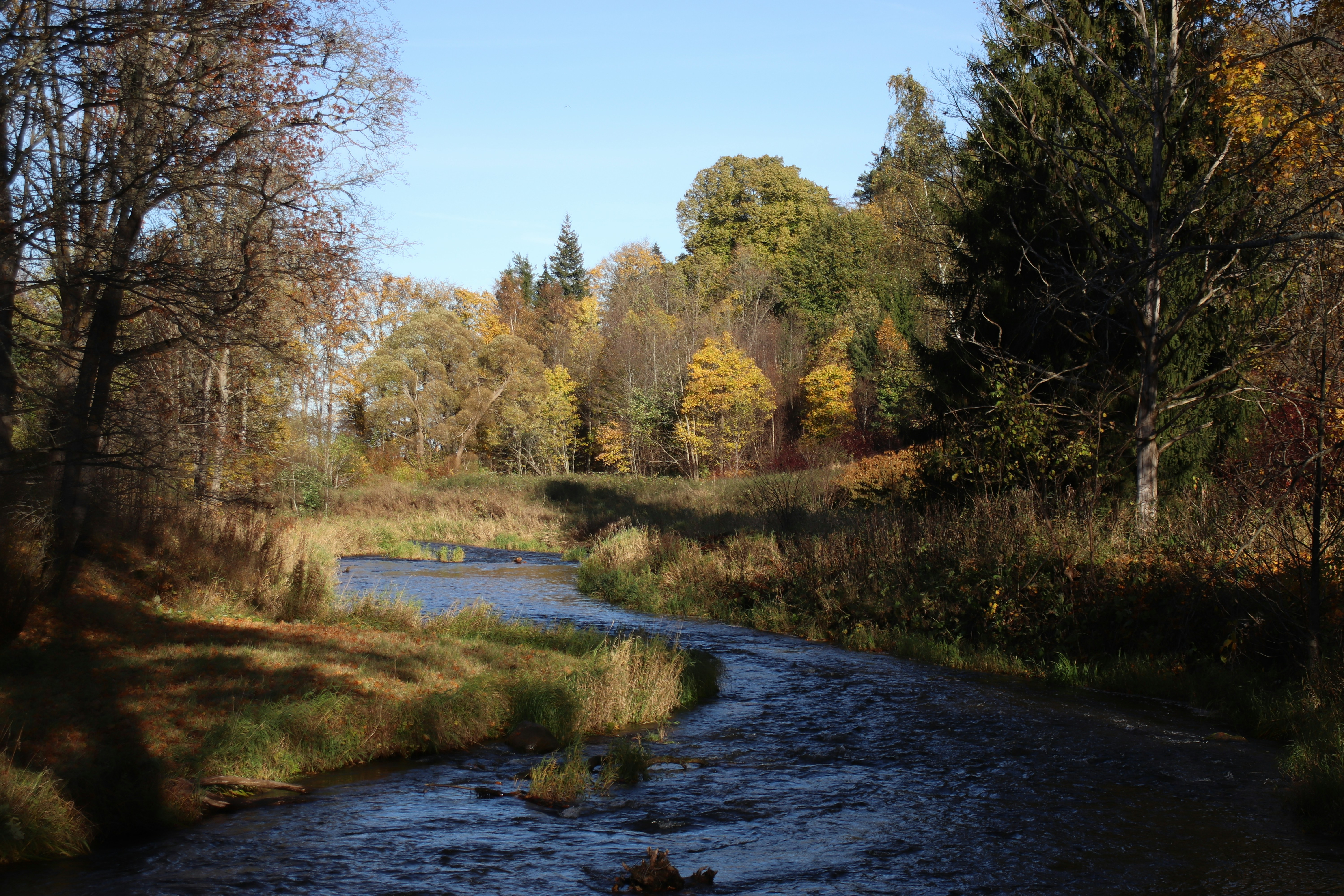 Autumn River Bend: Quiet Flow Through a Sunlit Forest