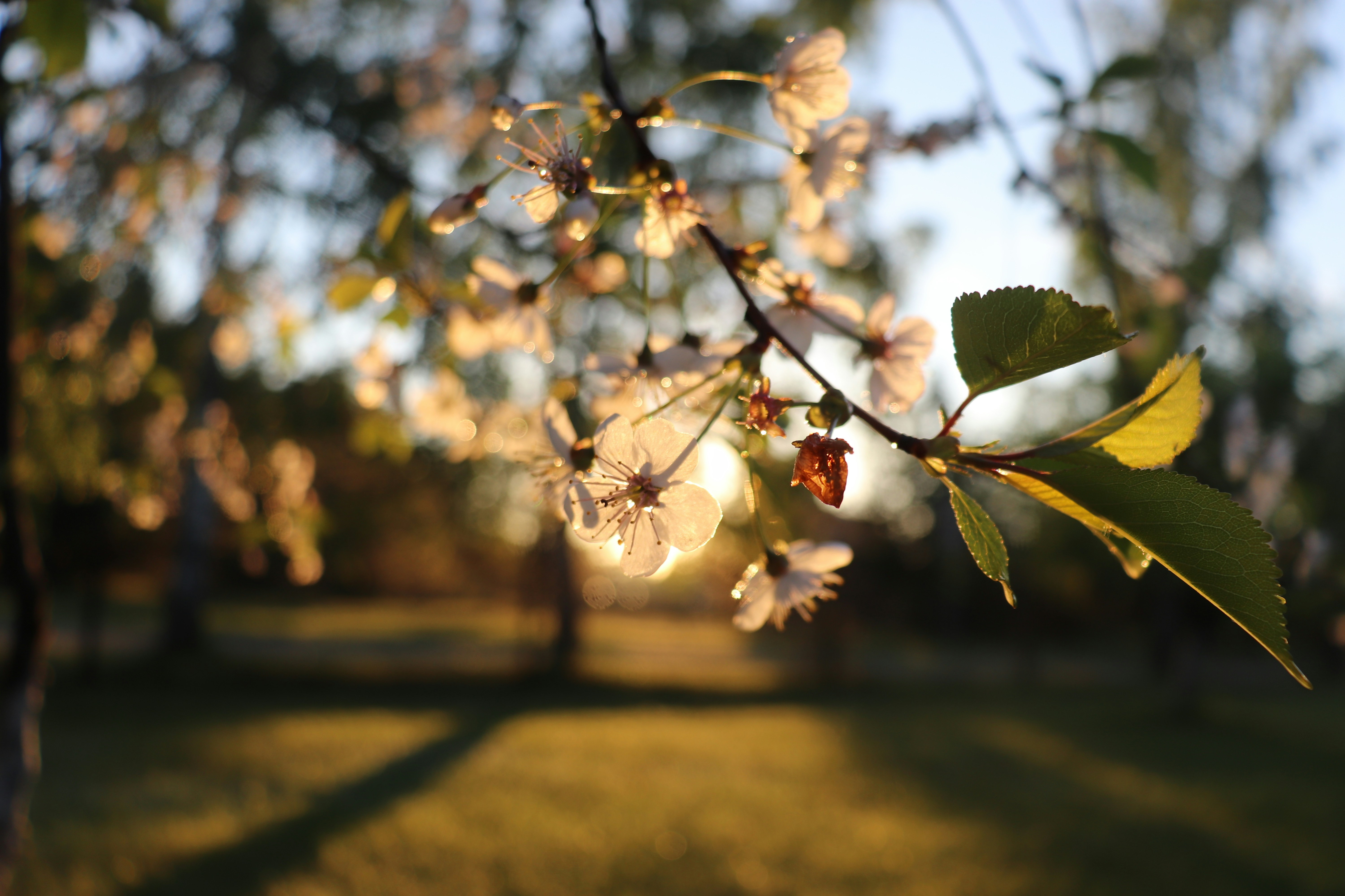 Backlit spring blossoms: a sunlit branch in soft focus