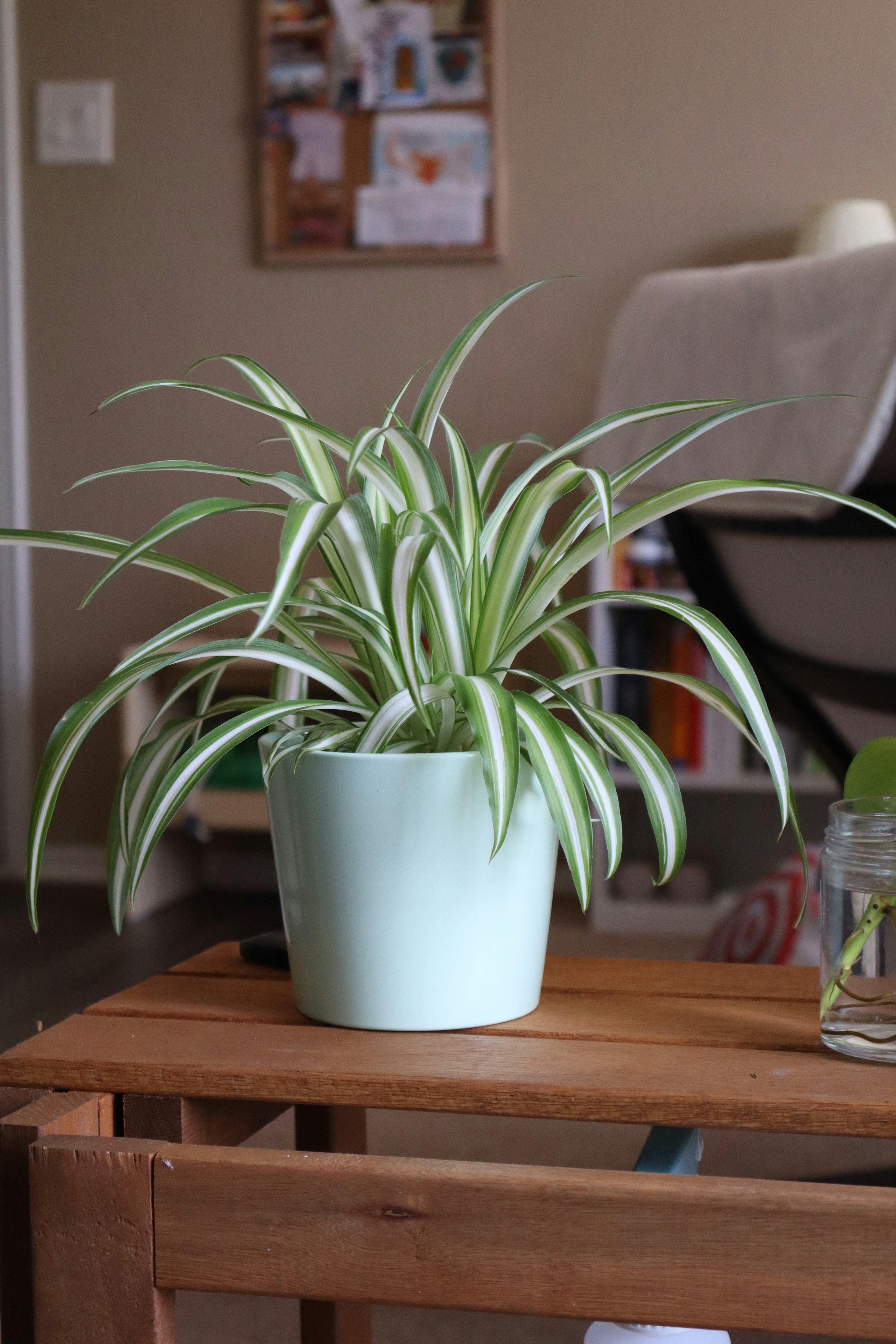Verdant Spider Plant Centered on a Wooden Table