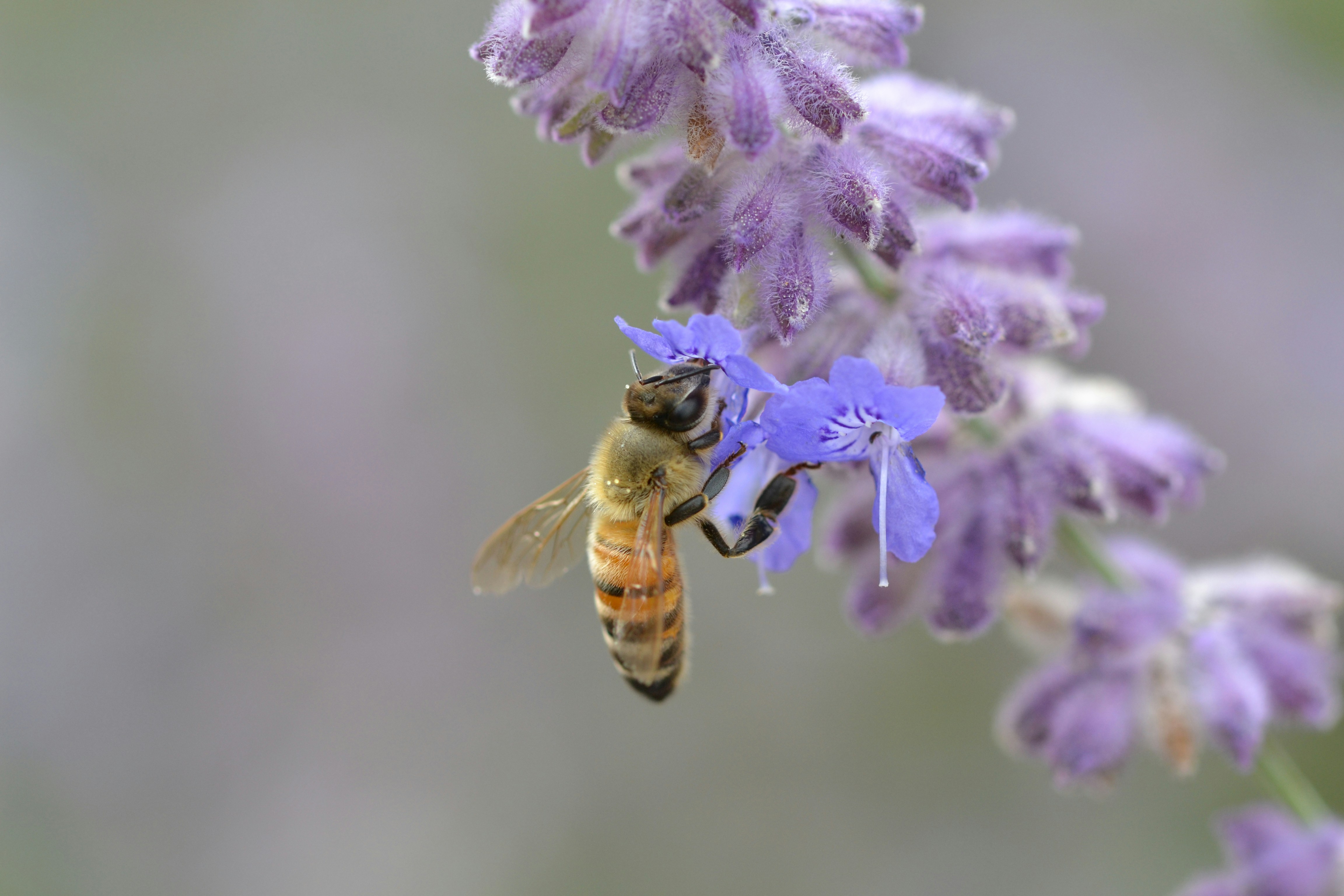 Buzz on Lavender: A Honeybee Delicately Forages Violet Blooms