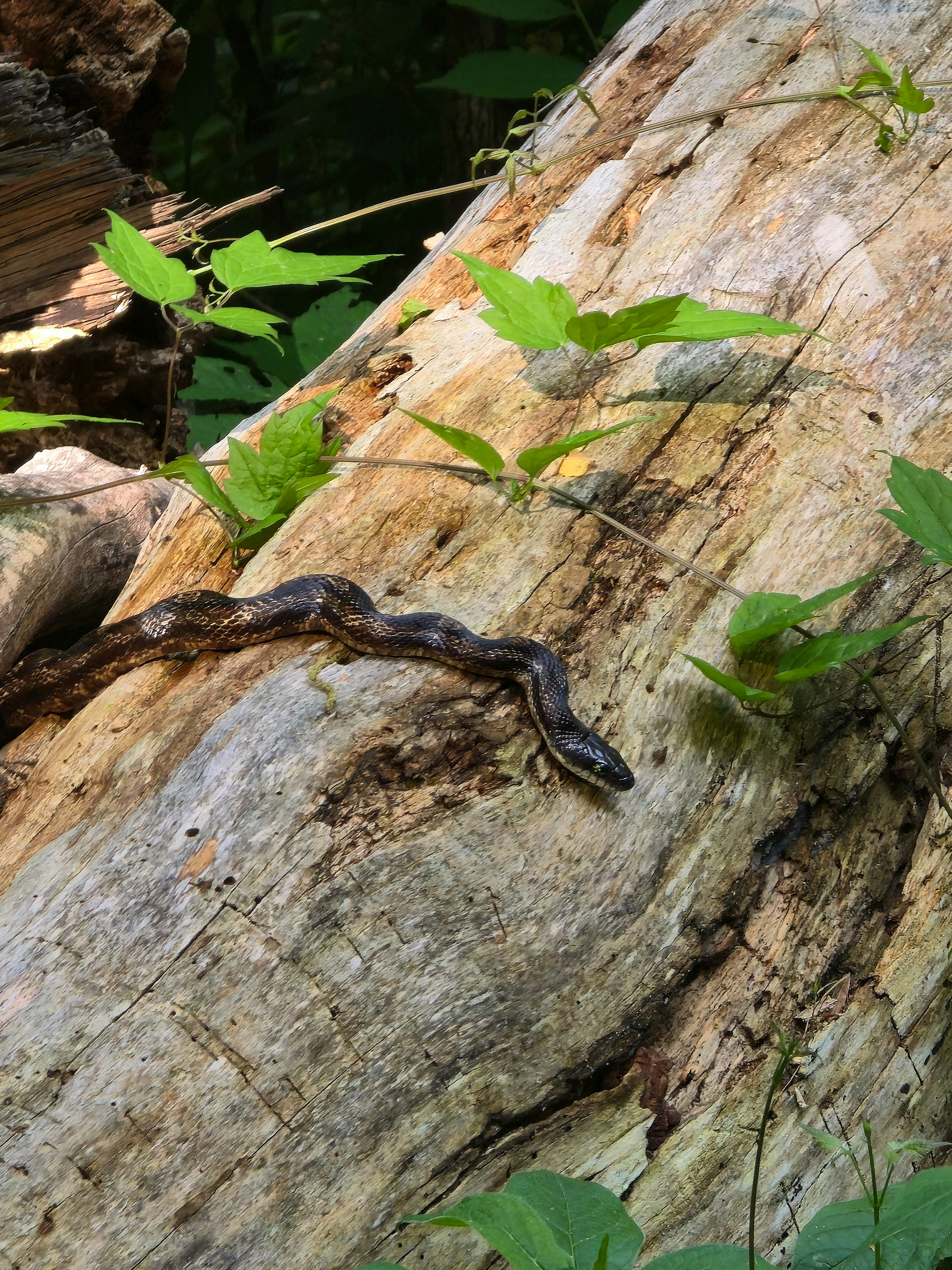 Slender Vehicle: A Shadowed Snake Traverses a Weathered Log