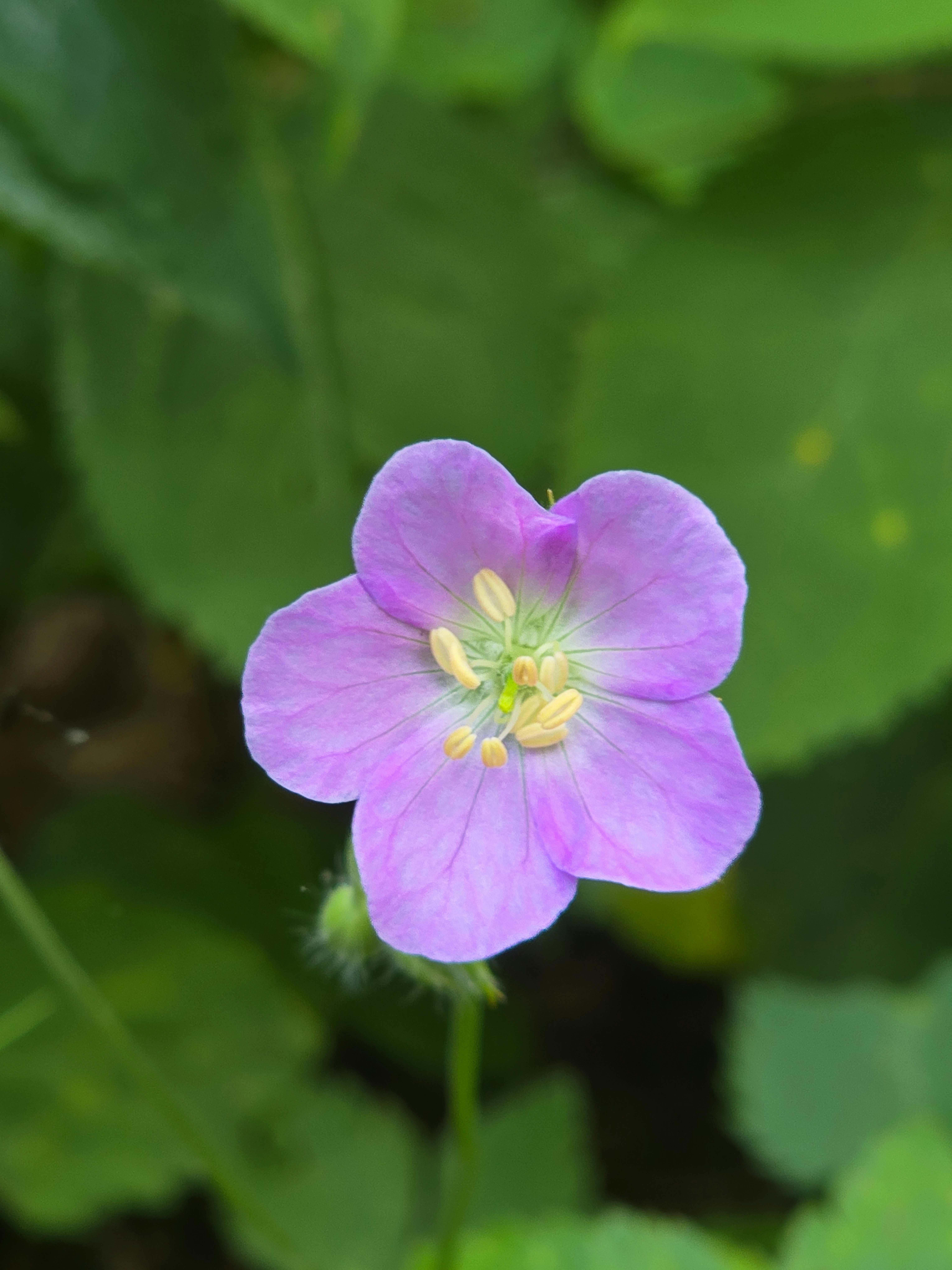 Violet Petals in Soft Focus: A Delicate Flower Portrait