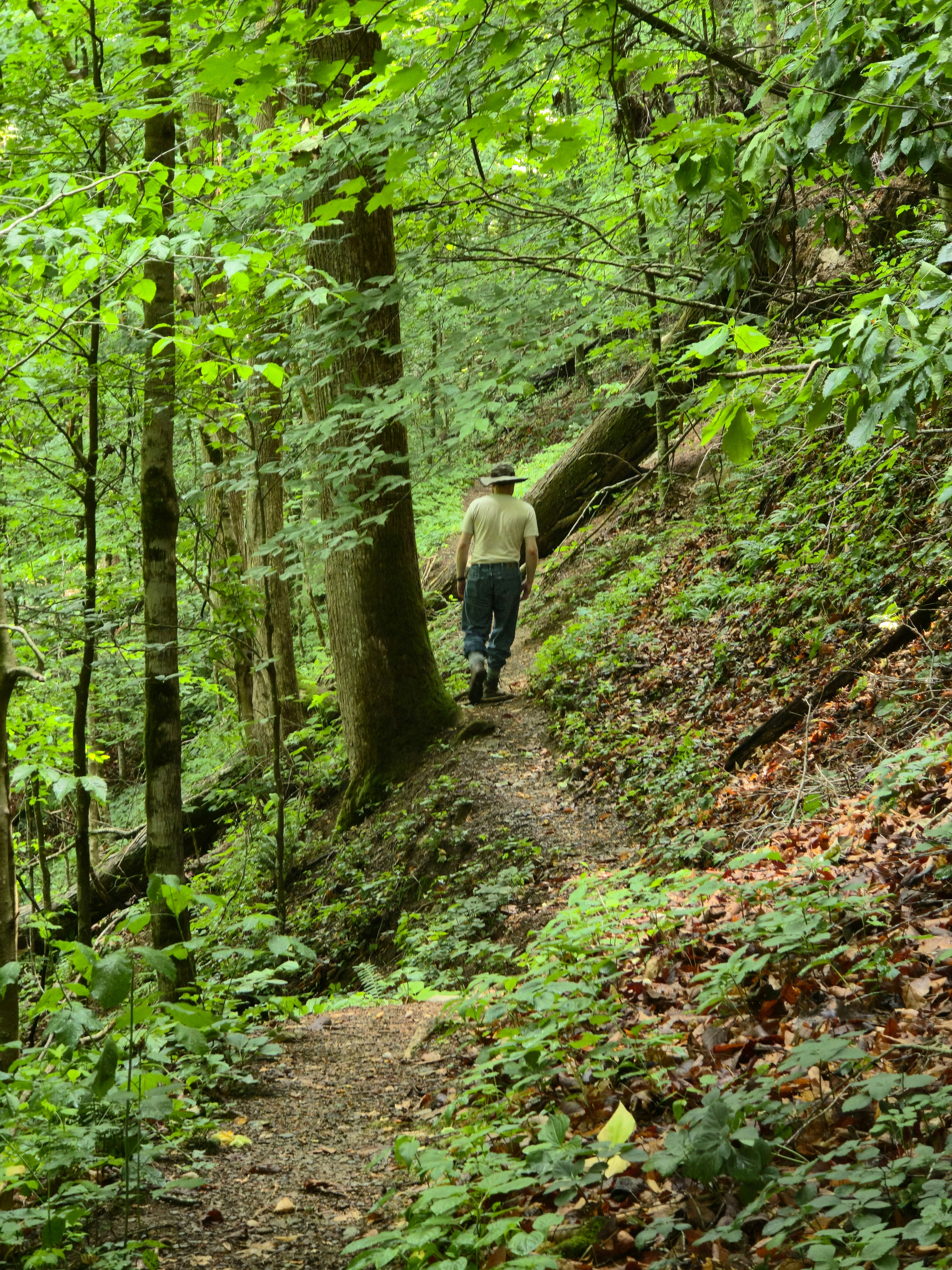 Trail Explorer in a Quiet Green Corridor