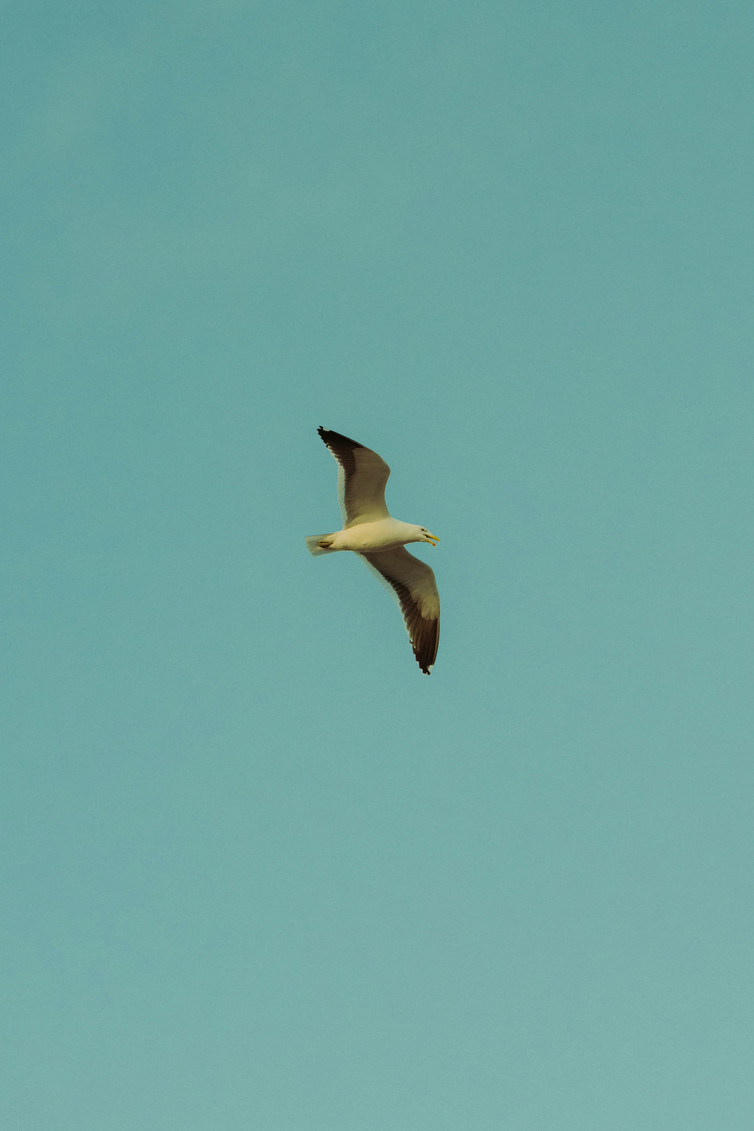 Soaring Gull Against a Quiet Sea of Sky