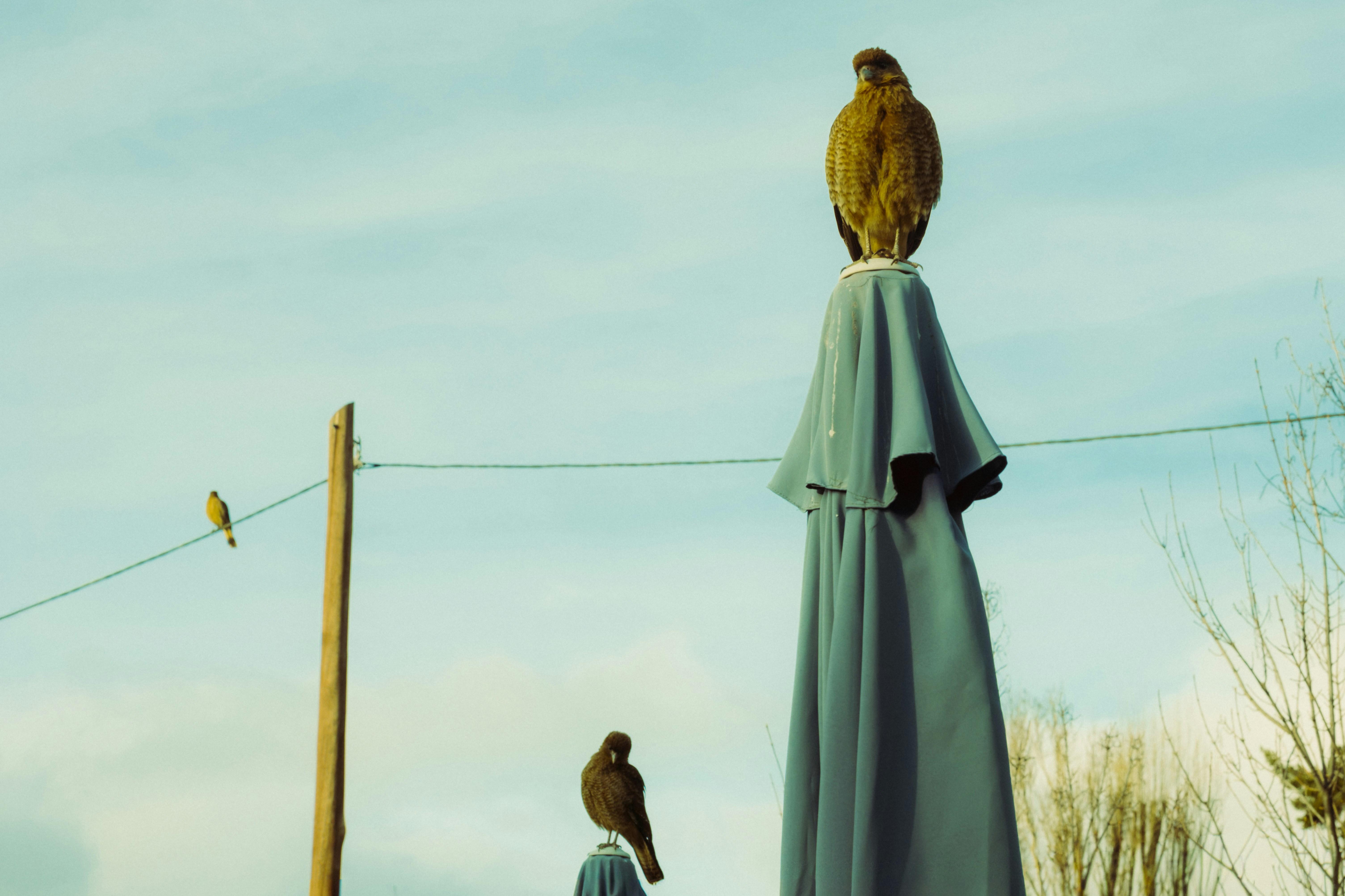 Perched Vigil: Two Hawks Quietly Survey the Field