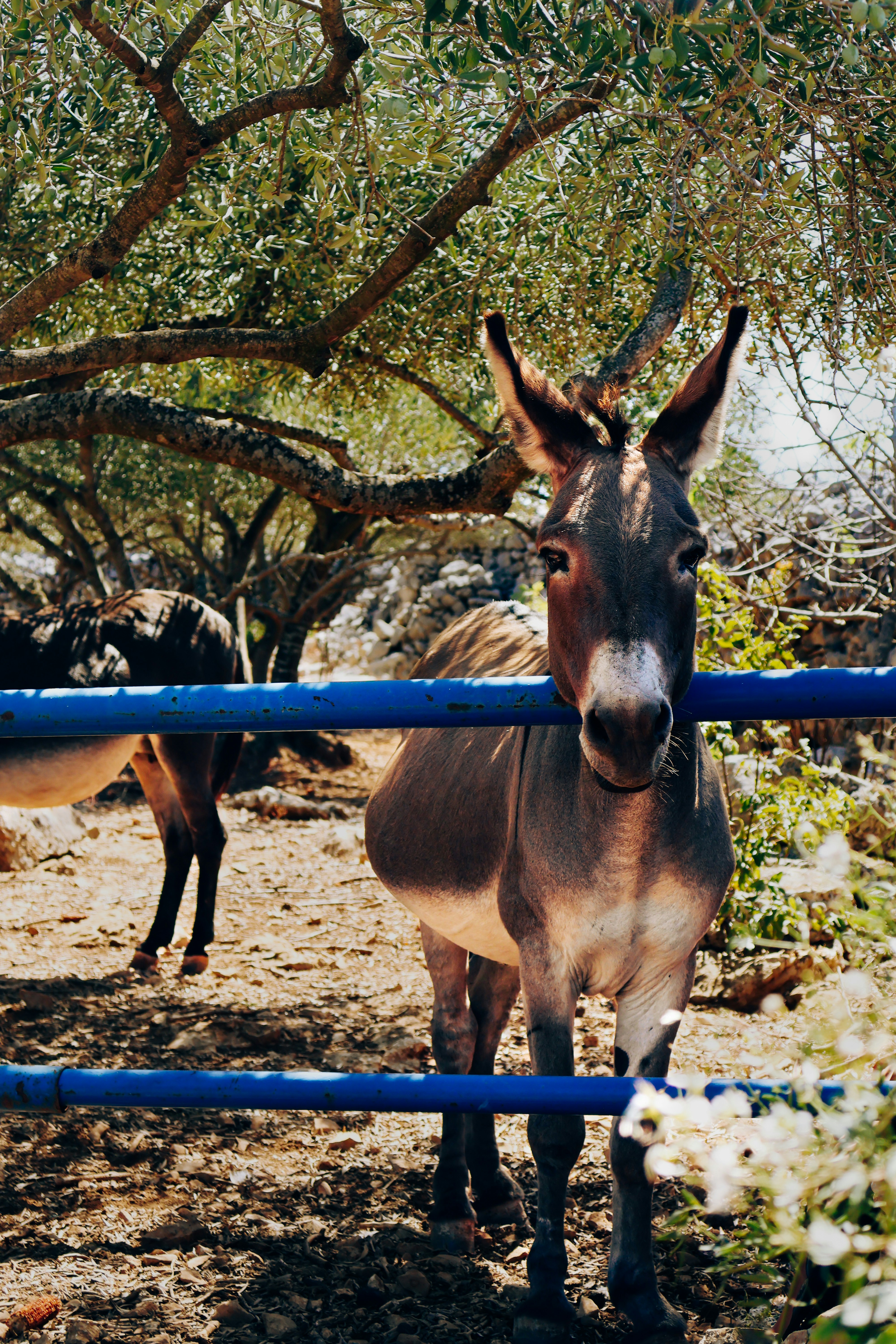 Donkey at the Gate: A Quiet Moment Behind the Blue Barrier