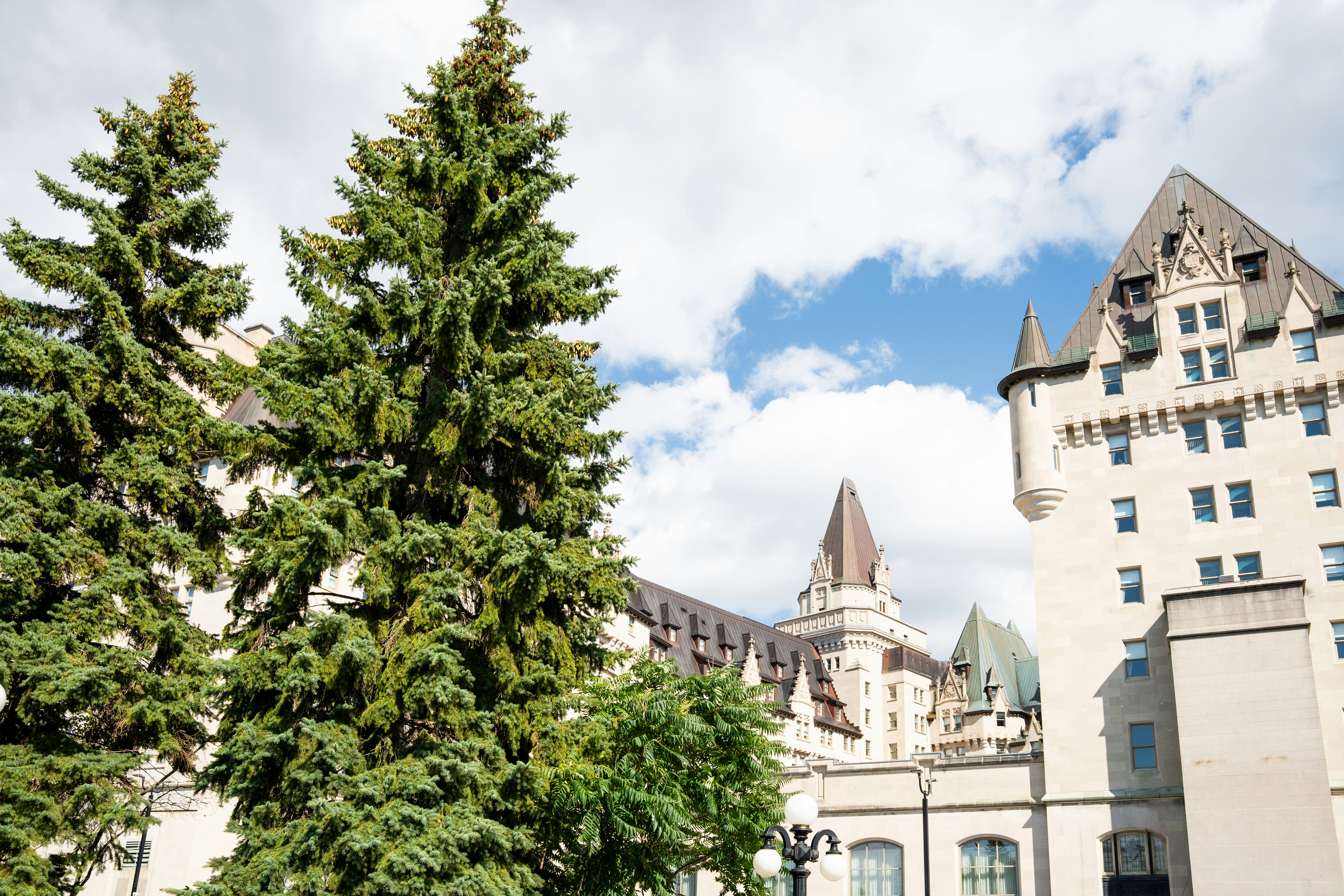 Castle Framed by Pines: A Sunlit Urban Frontier