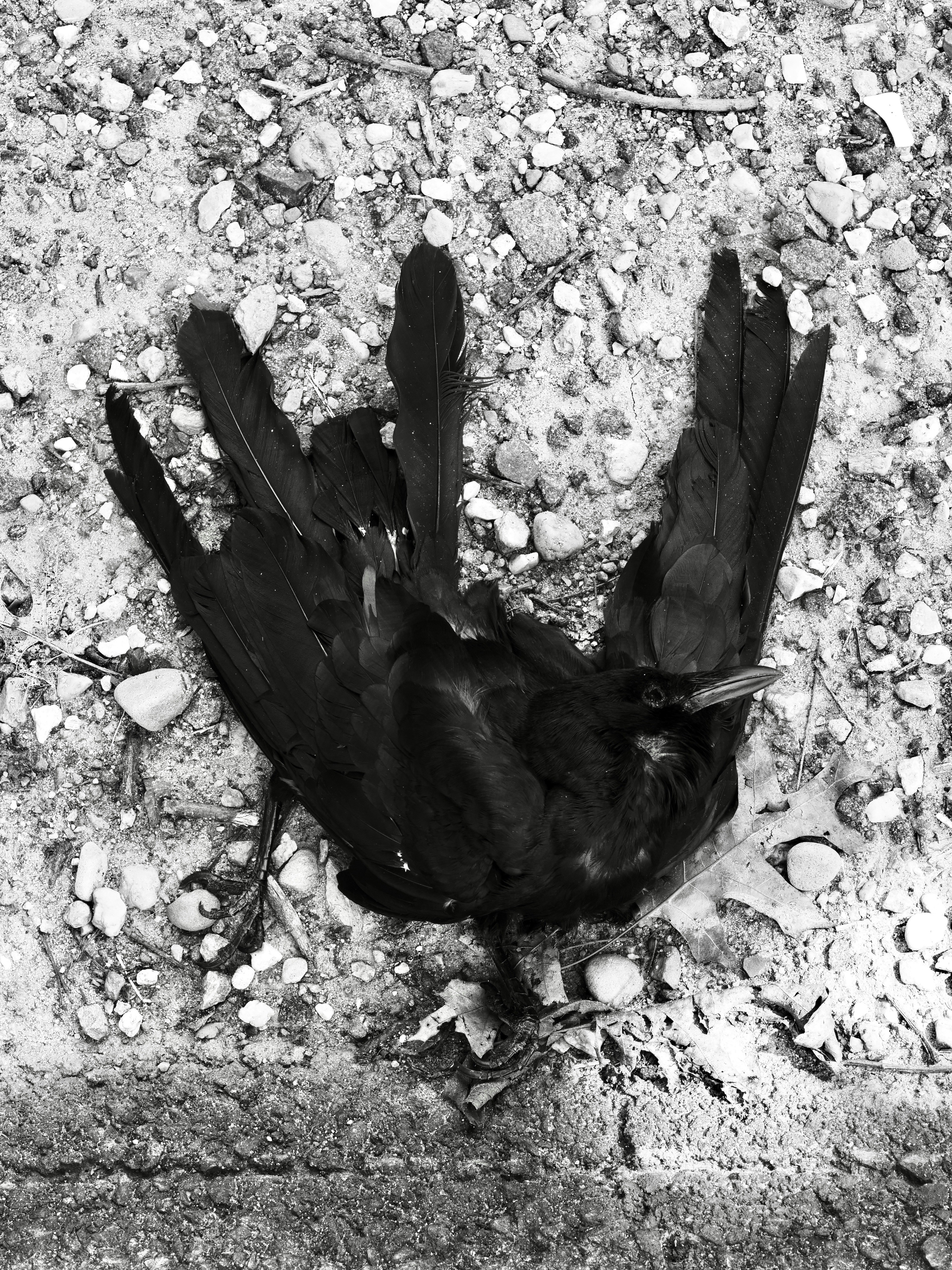 Midnight Sentinel: A Black Crow Splayed on Pebbled Ground