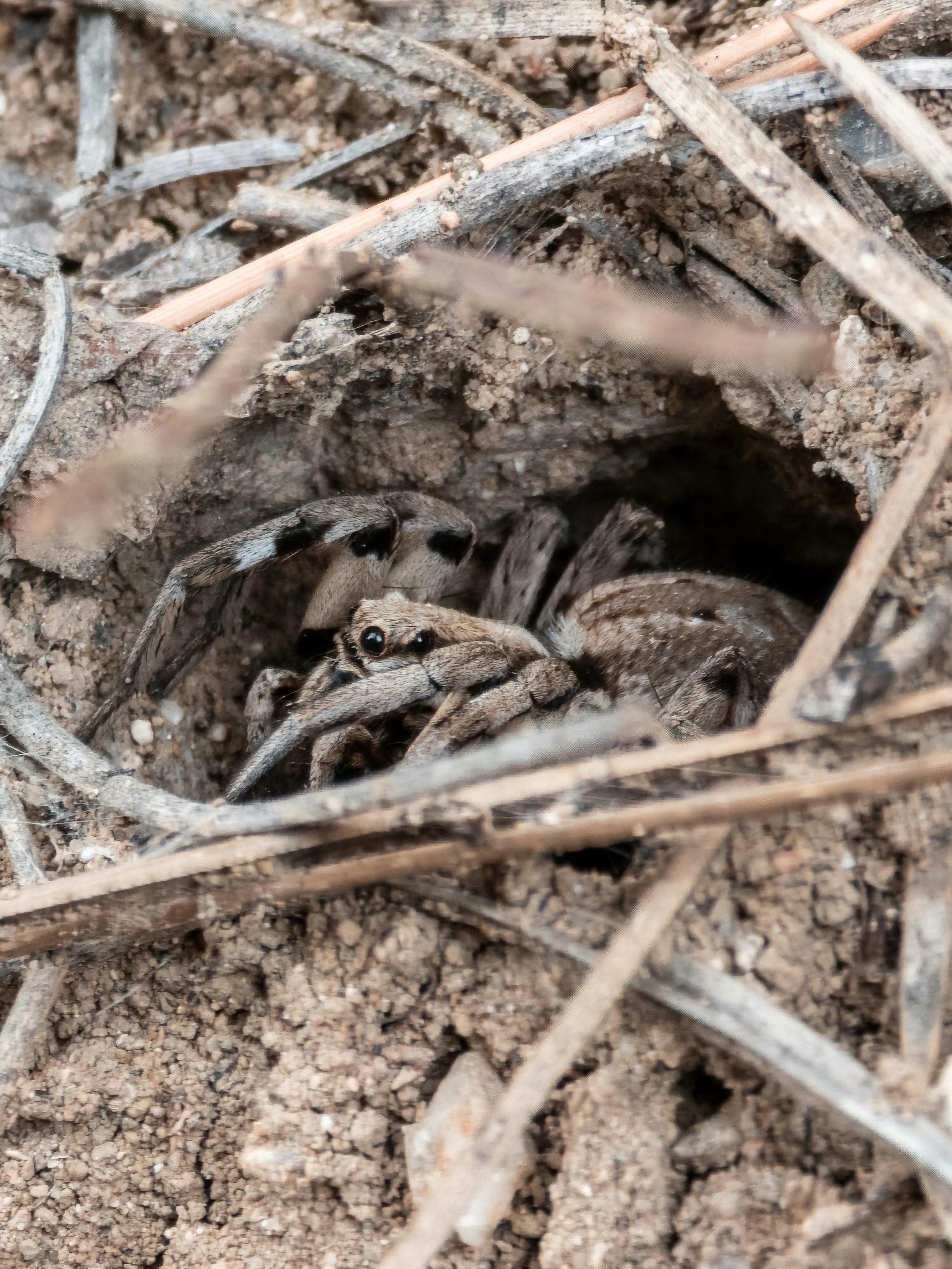 Hidden Dweller: A Ground-Level Spider Peers from a Burrow