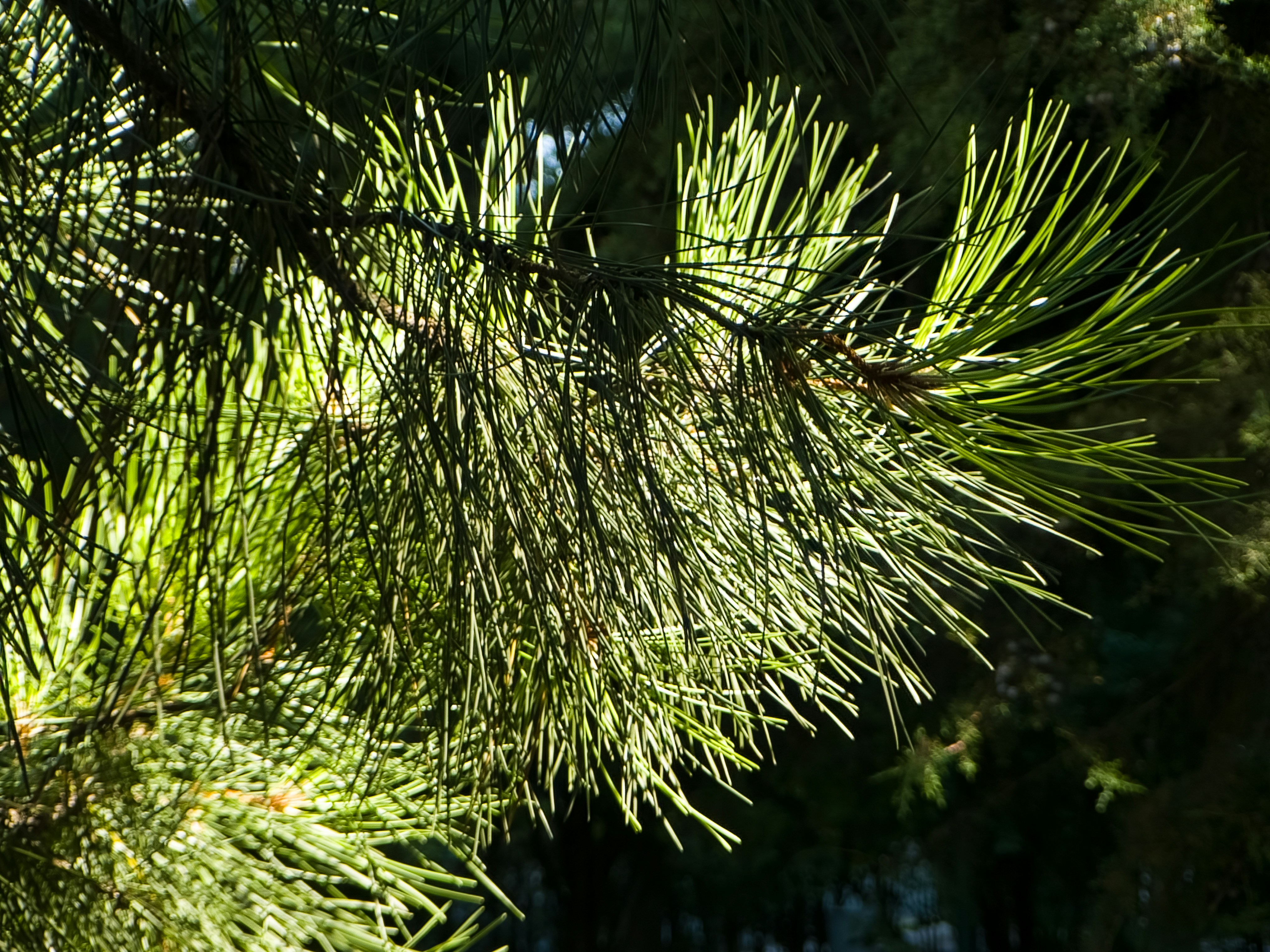 Sunlit Pine Whispers: A Burst of Needle Texture in Dappled Light