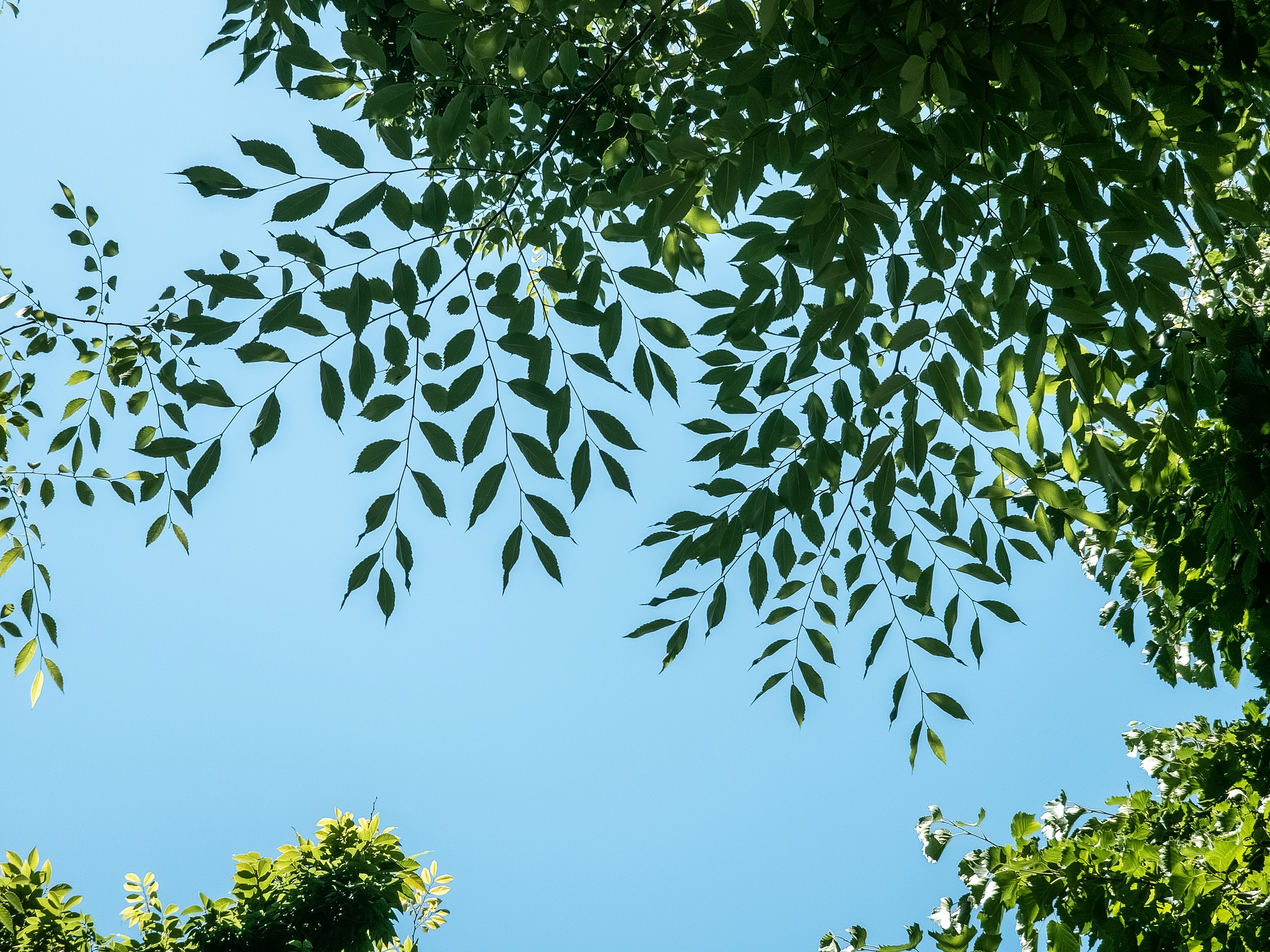 Branches Against a Bright Sky: Sunlit Foliage Framing the Day