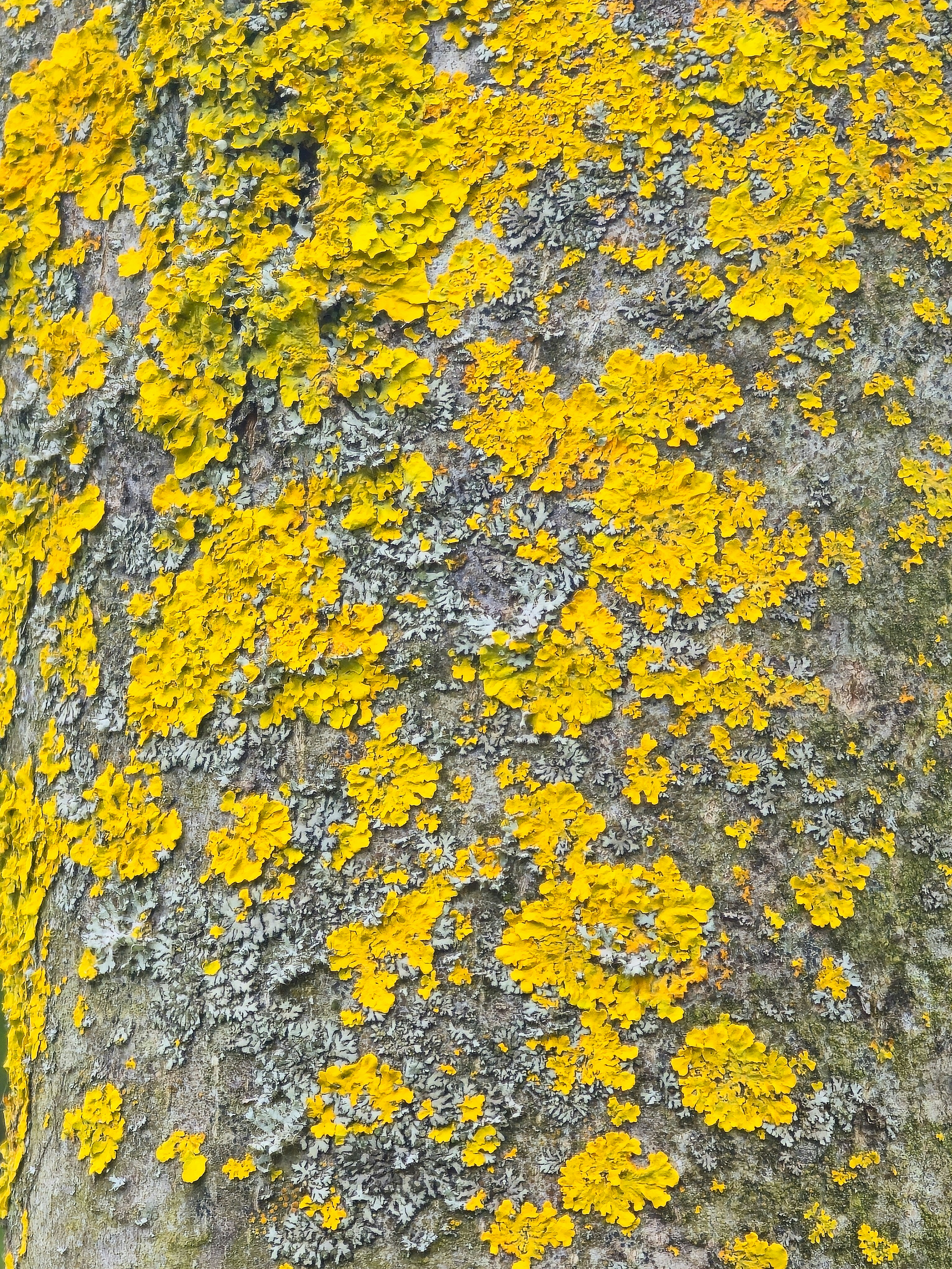 Luminous Yellow Moss Blanketing Weathered Stone
