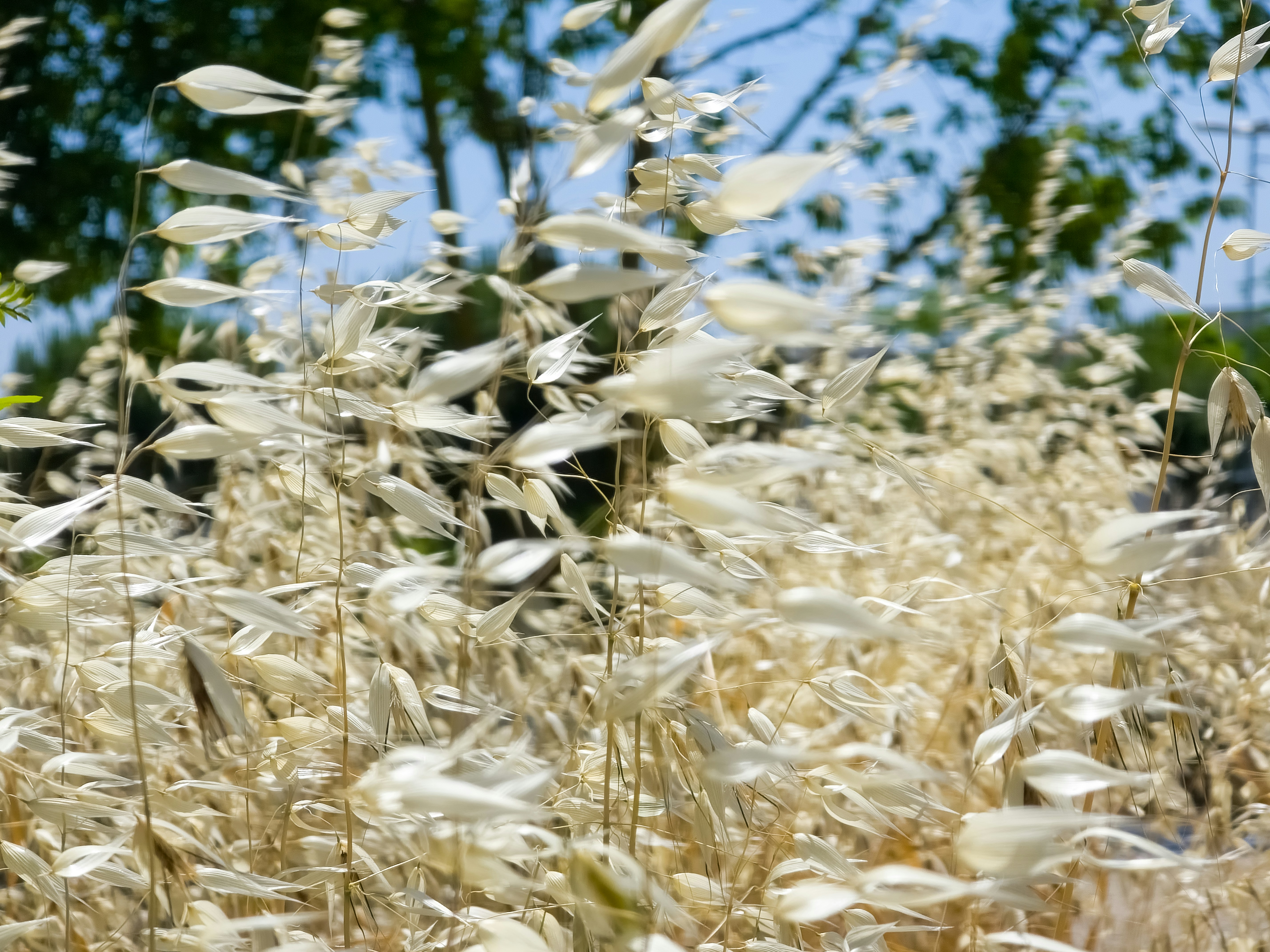 Amber Field of Oats: Sunlit Seeds Dancing in a Summer Breeze