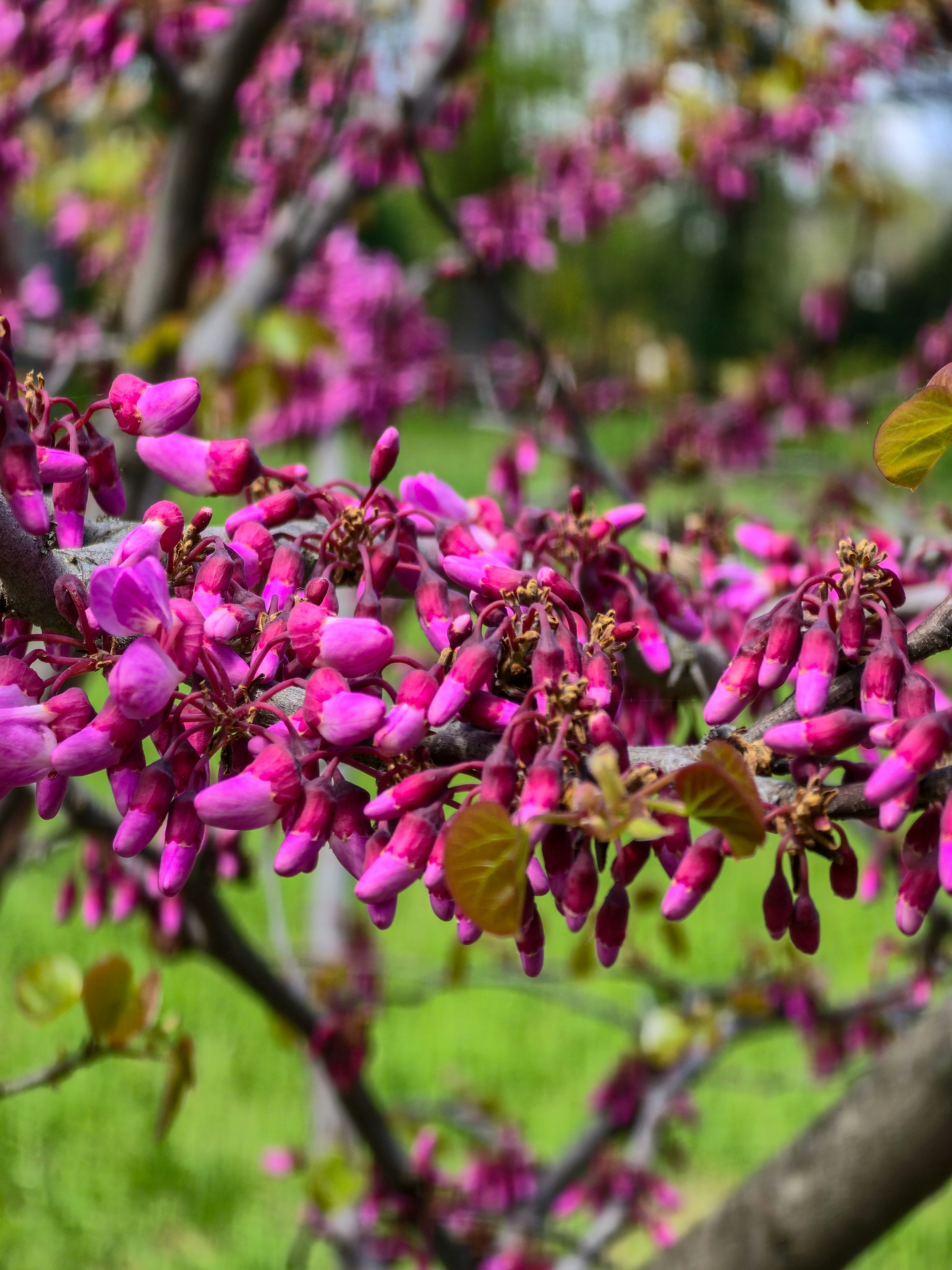 Crimson Bloom Chorus: Clustered Pink Petals on a Spring Branch