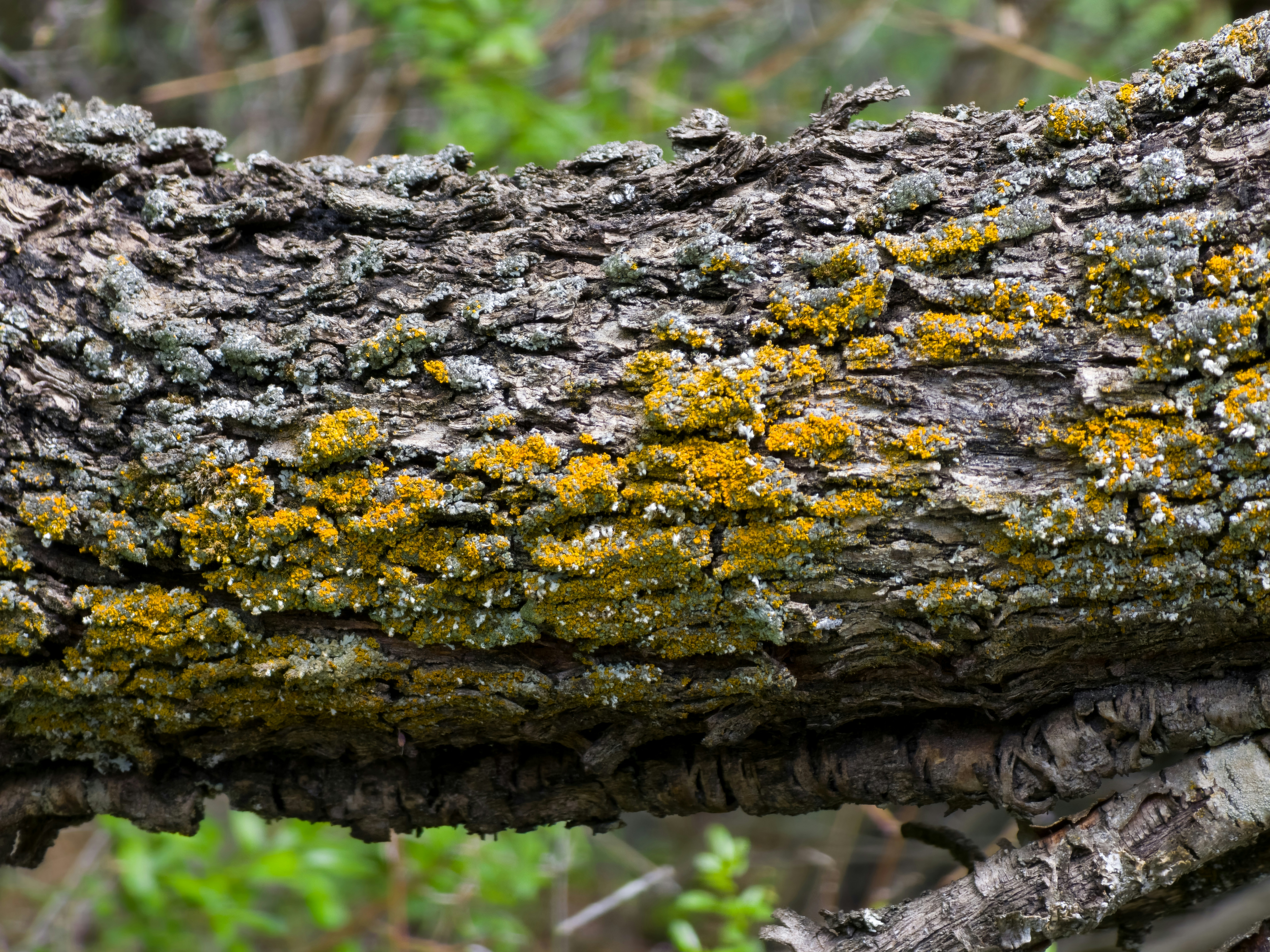 Mossy Bark Across a Weathered Tangle