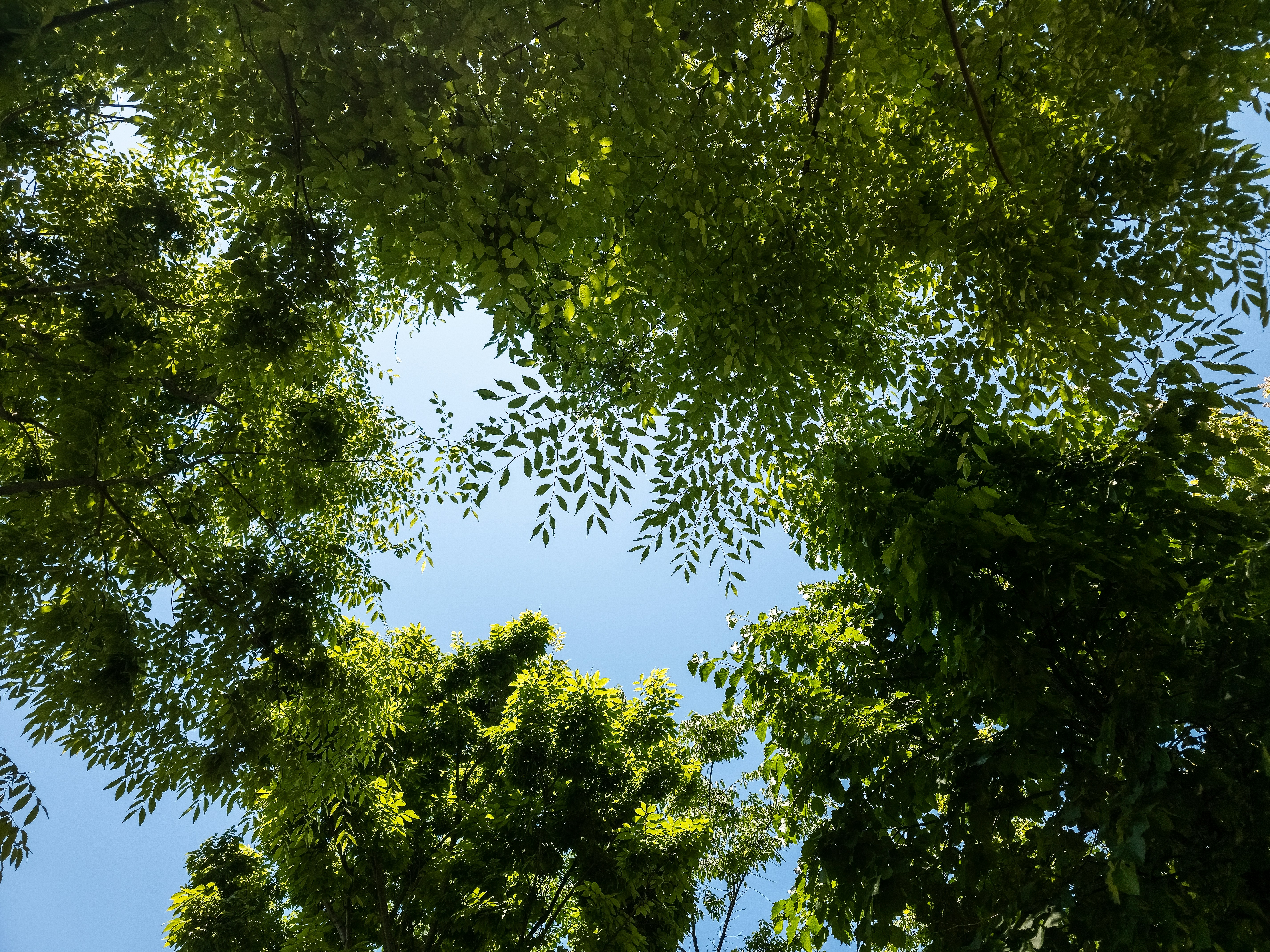 Blue Sky Frame Amid Green Canopy