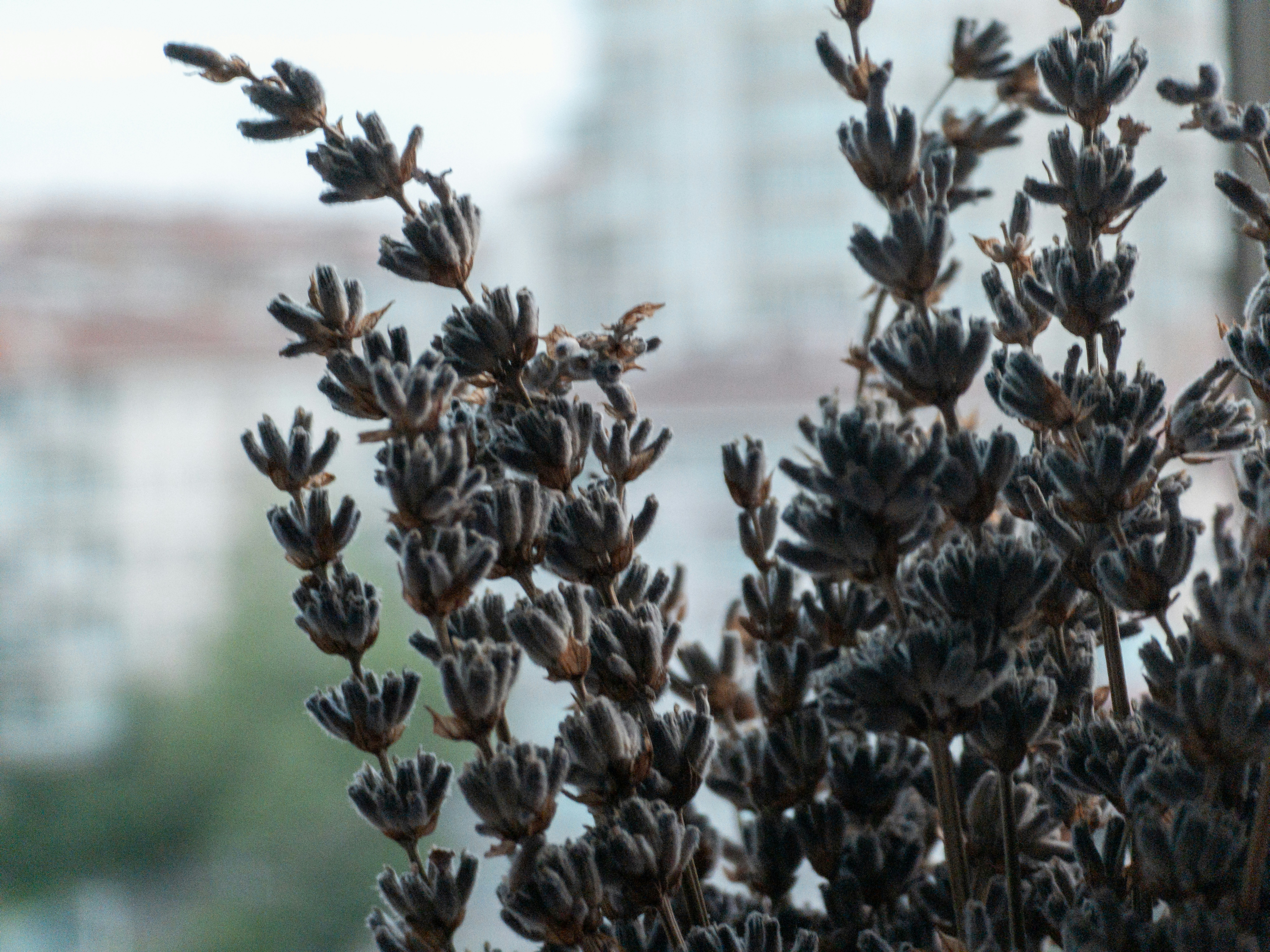 Frosted stalks in sharp focus against a blurred city backdrop