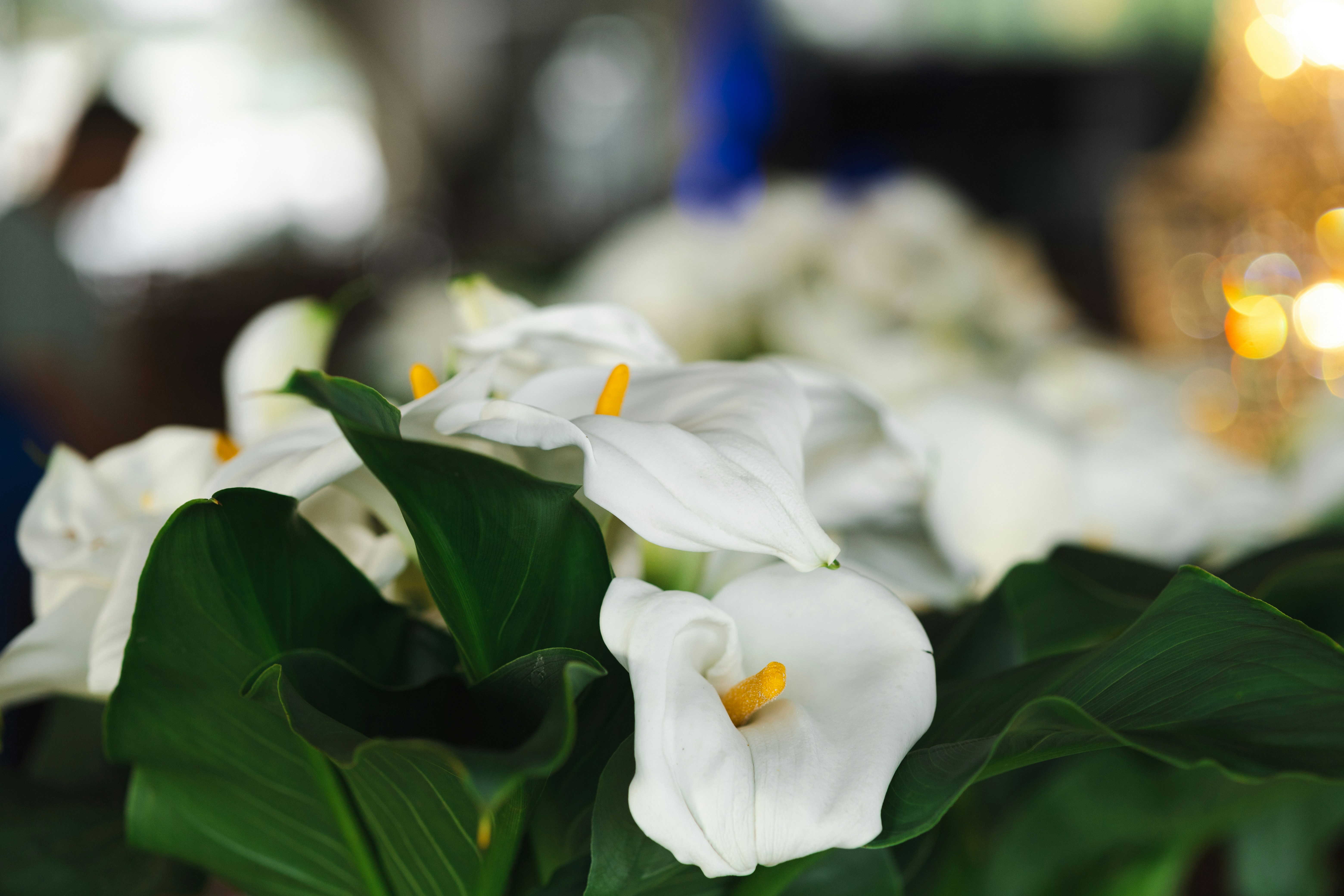 White Calla Lilies in Soft Focus Against a Busy Backdrop