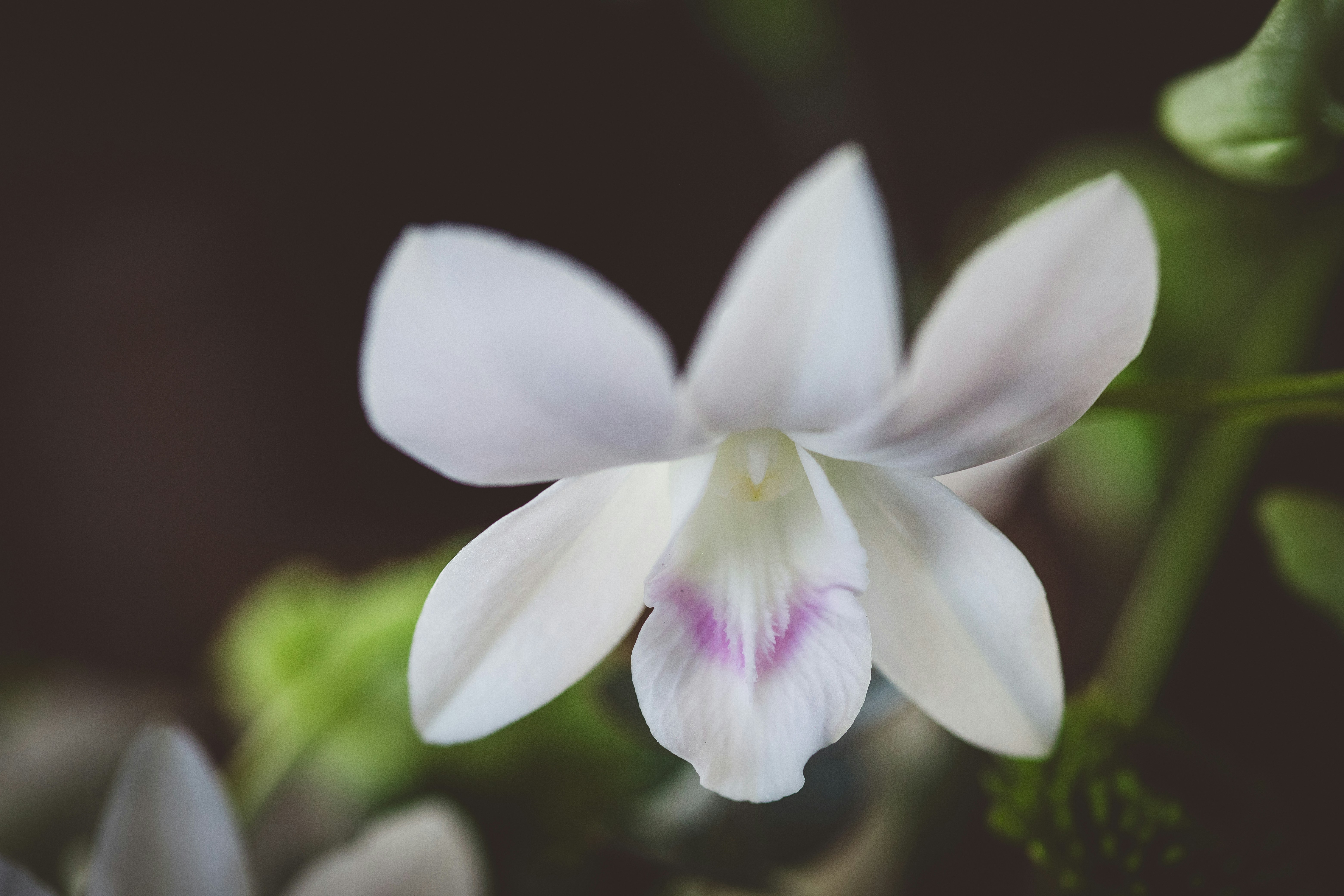 White orchid in soft focus glow with hint of purple throat