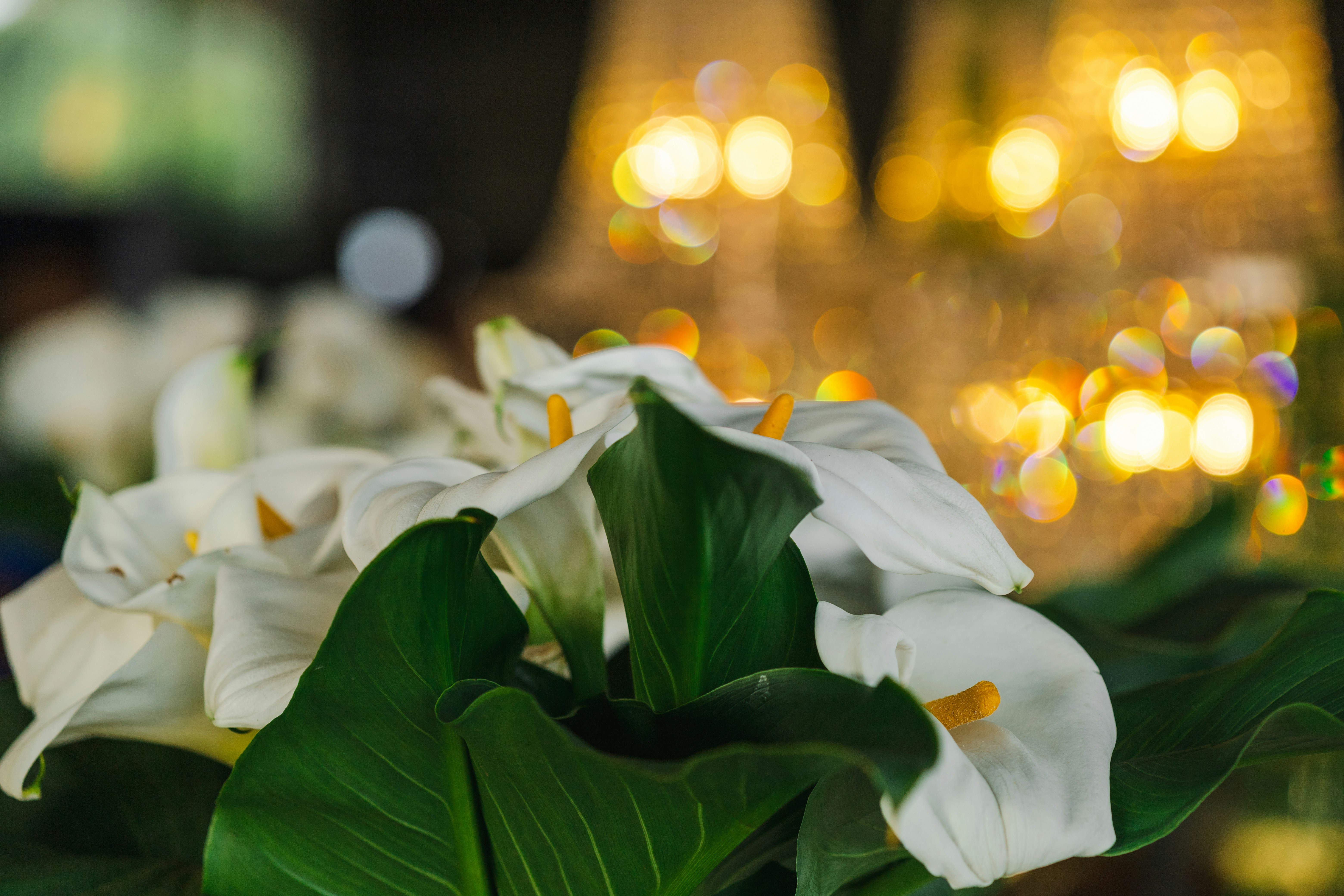 Fields of White: Calla Lilies in a Softened Glow