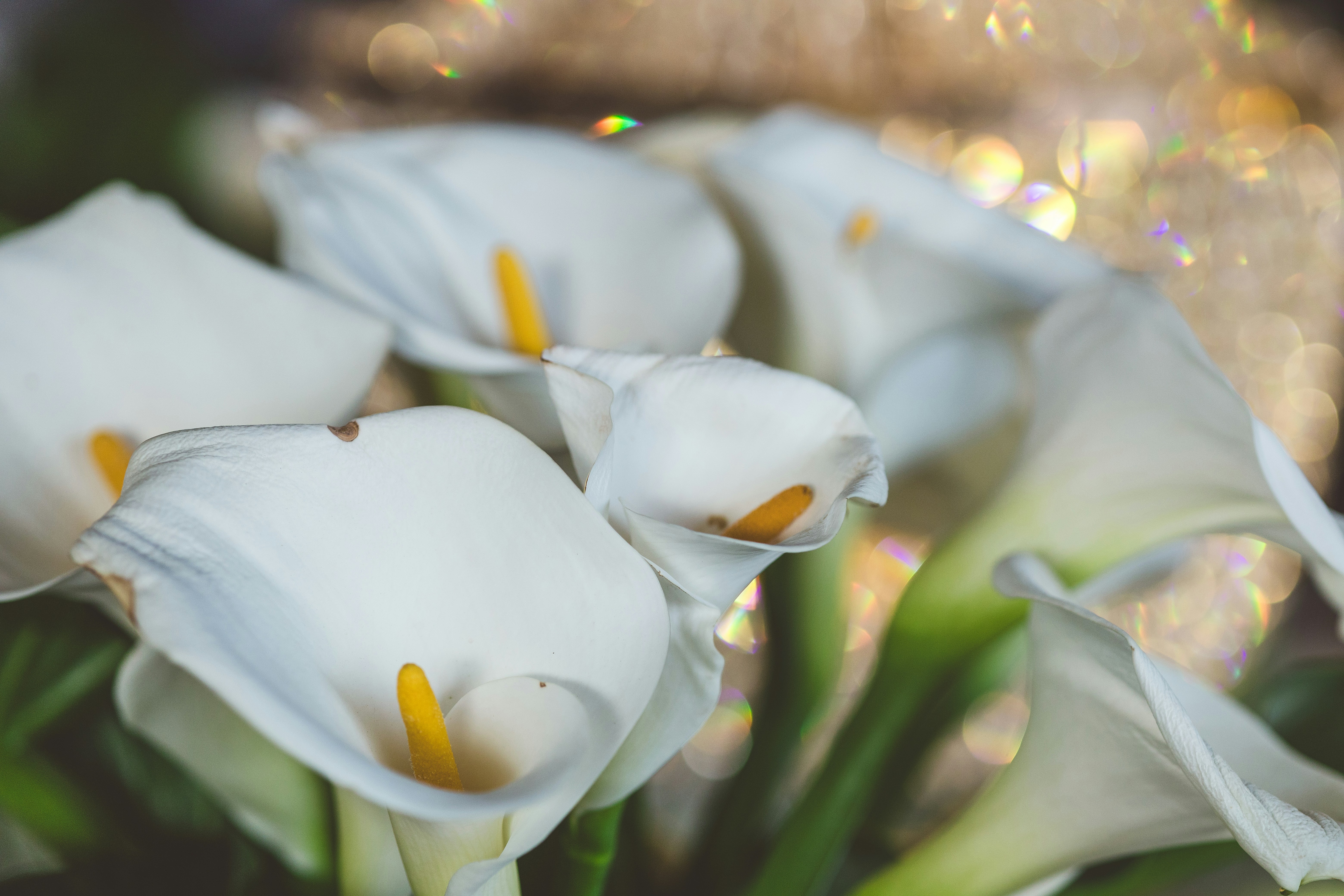 White calla lilies with yellow spadices against a background of golden bokeh