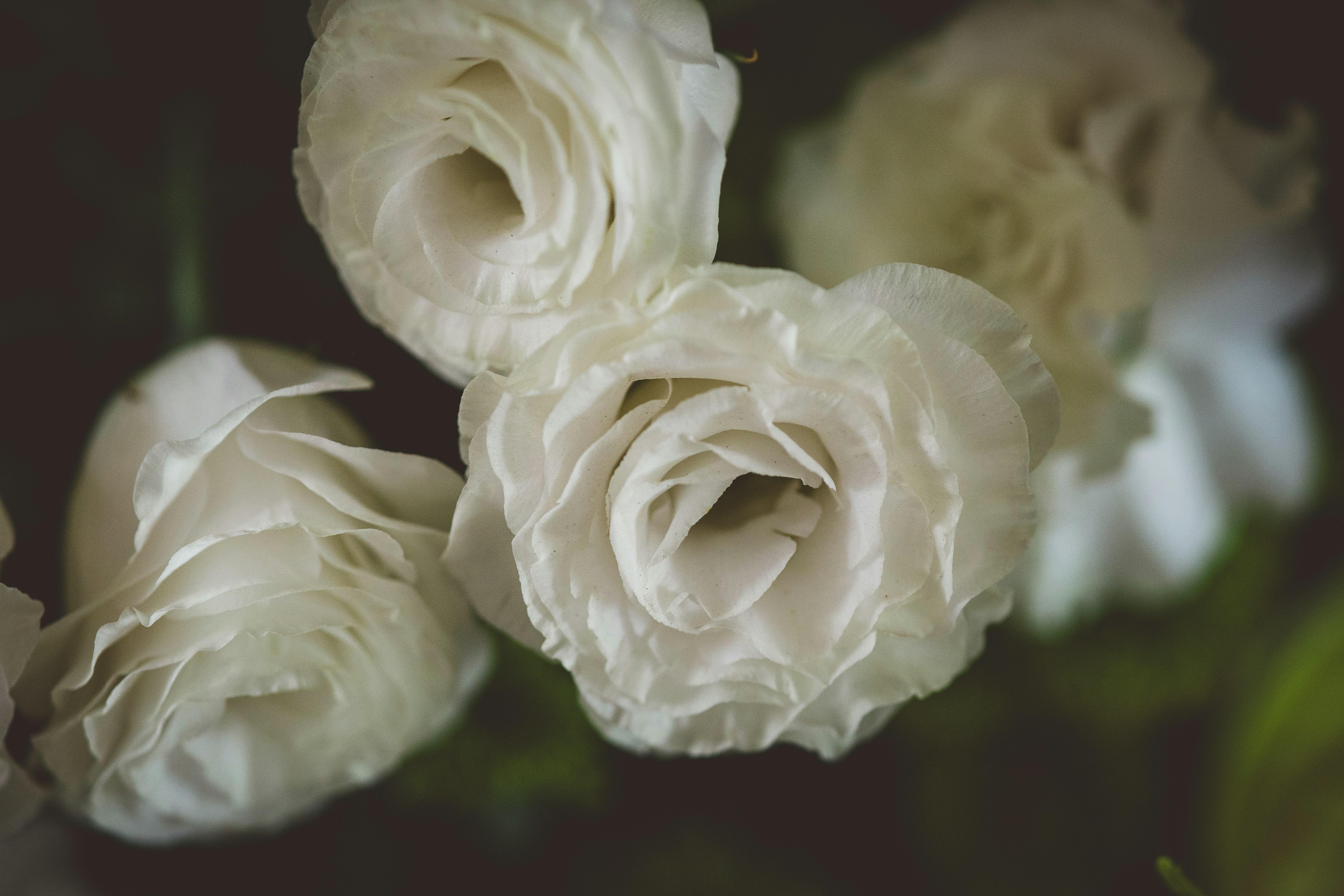 White Roses in Soft Focus: Quiet Depths of Petal Light