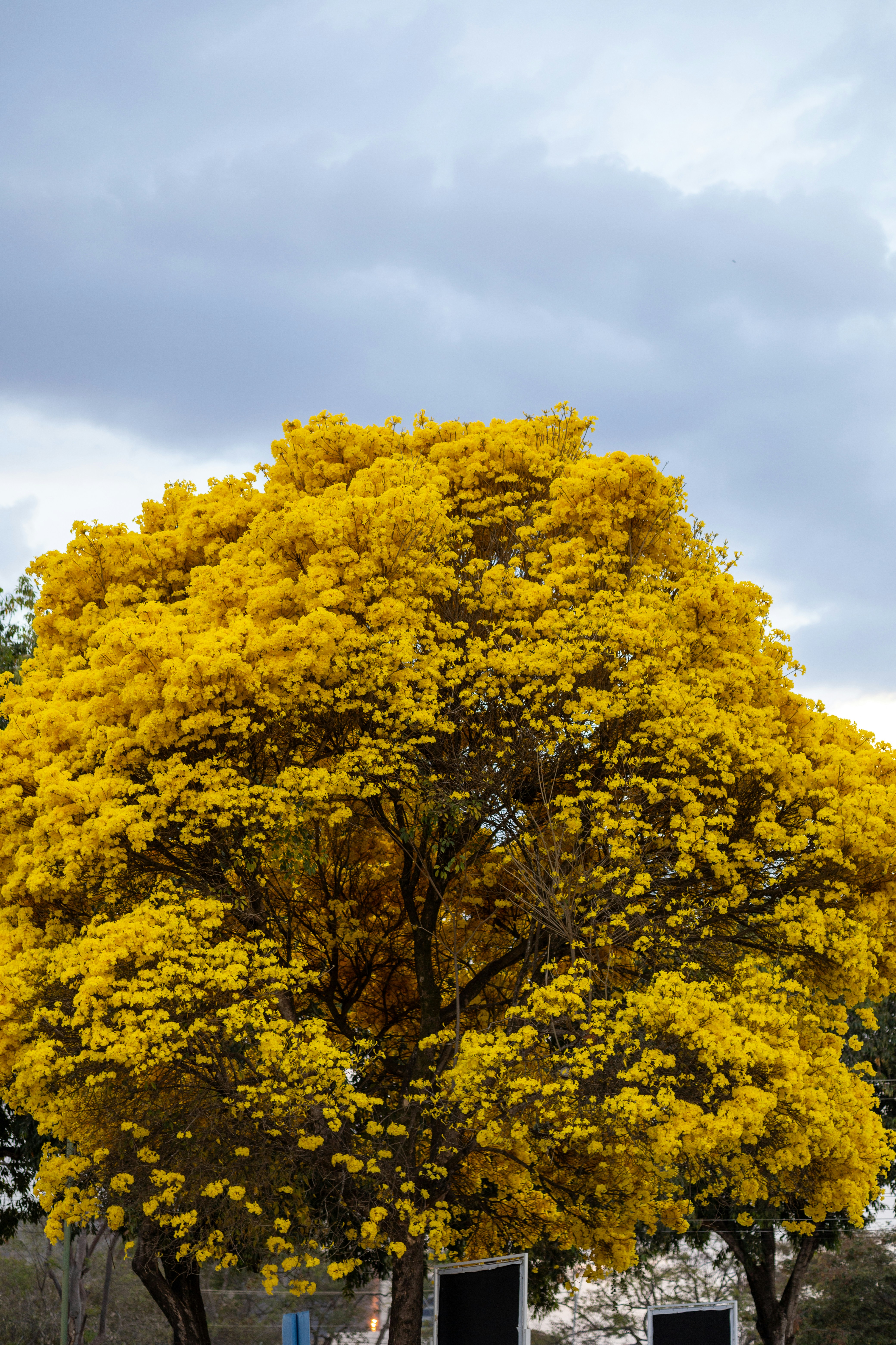 Golden Canopy: A Single Tree in Full Bloom Under Clouded Skies