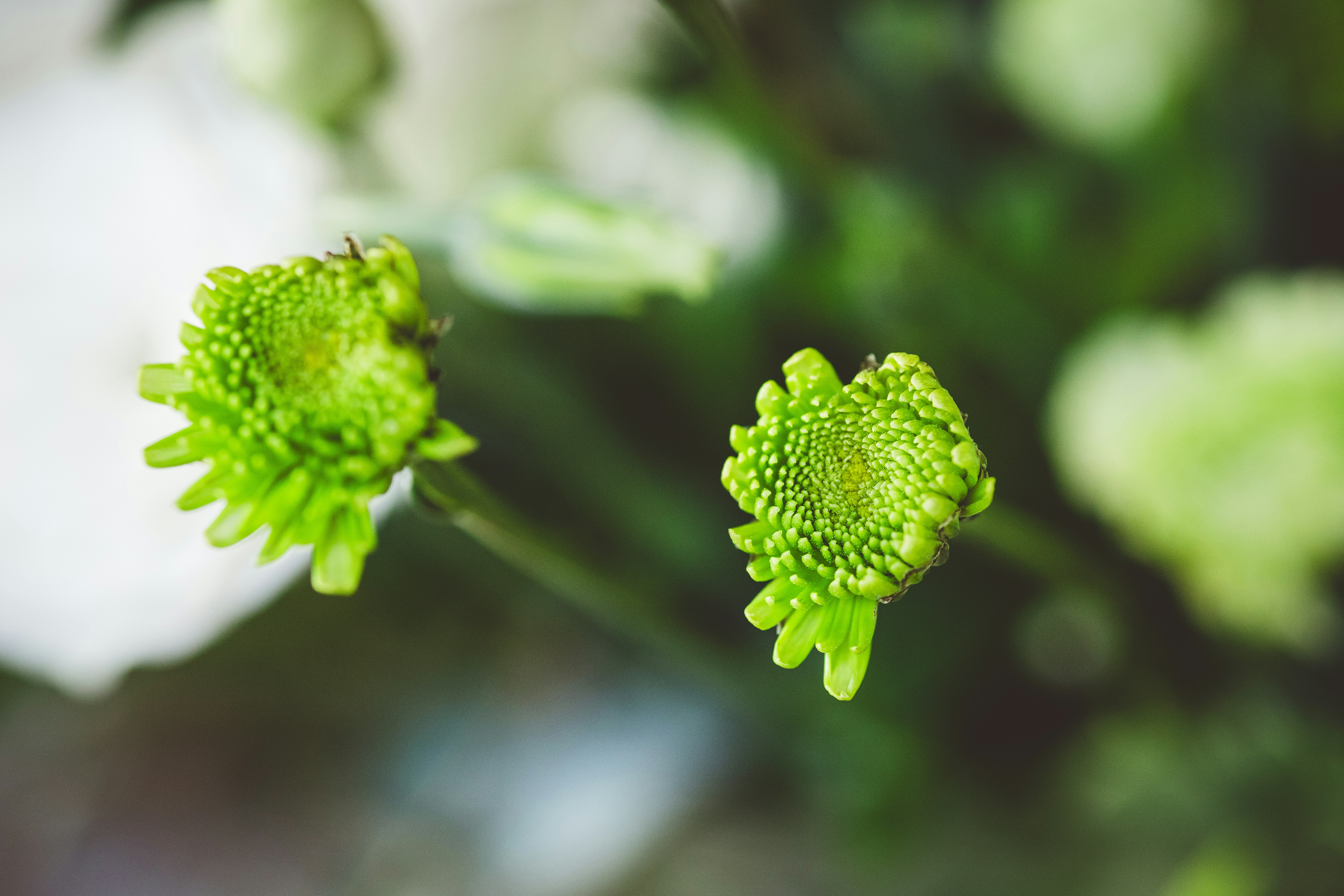 Emerald Macro: Two Chrysanthemums Blooming in Soft Focus