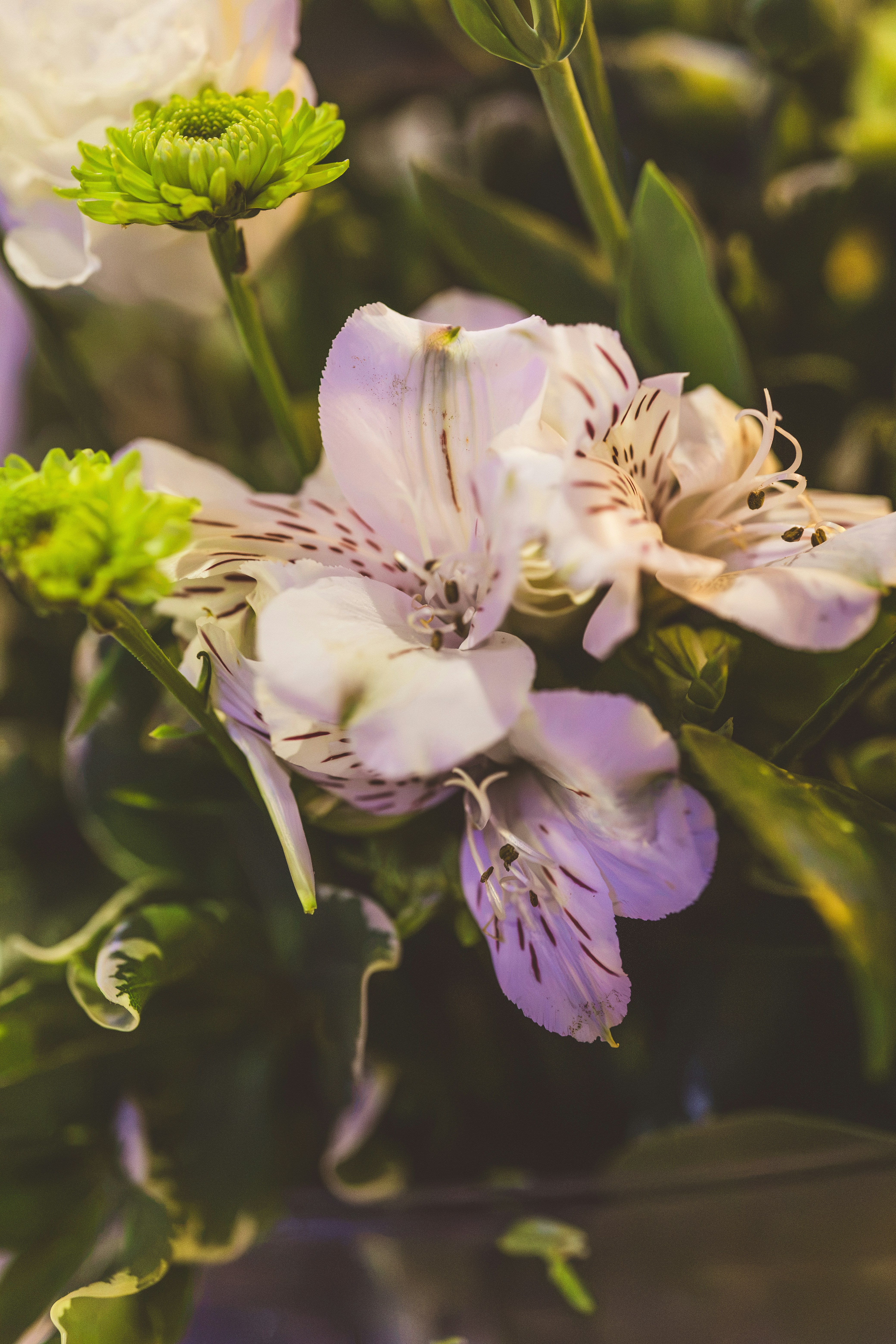 Soft Bloom: A Pale Lilac Orchid Amid Bright Green Accents