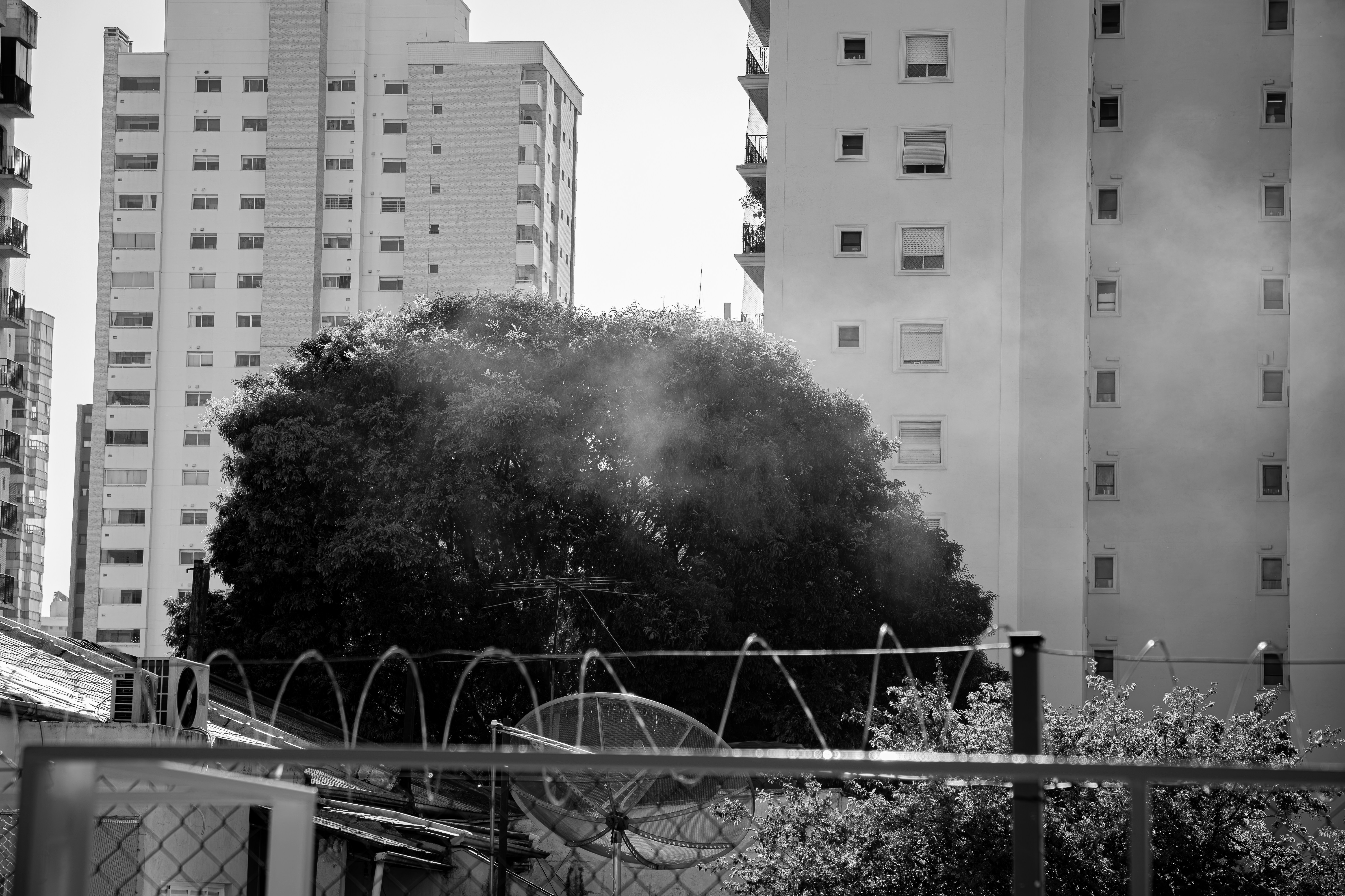 A backlit tree crown glows through haze between residential towers, framed by concertina razor wire and a chain-link fence in São Paulo. Black and white sharpens the contrast between the vegetation and the hard perimeter of the city.