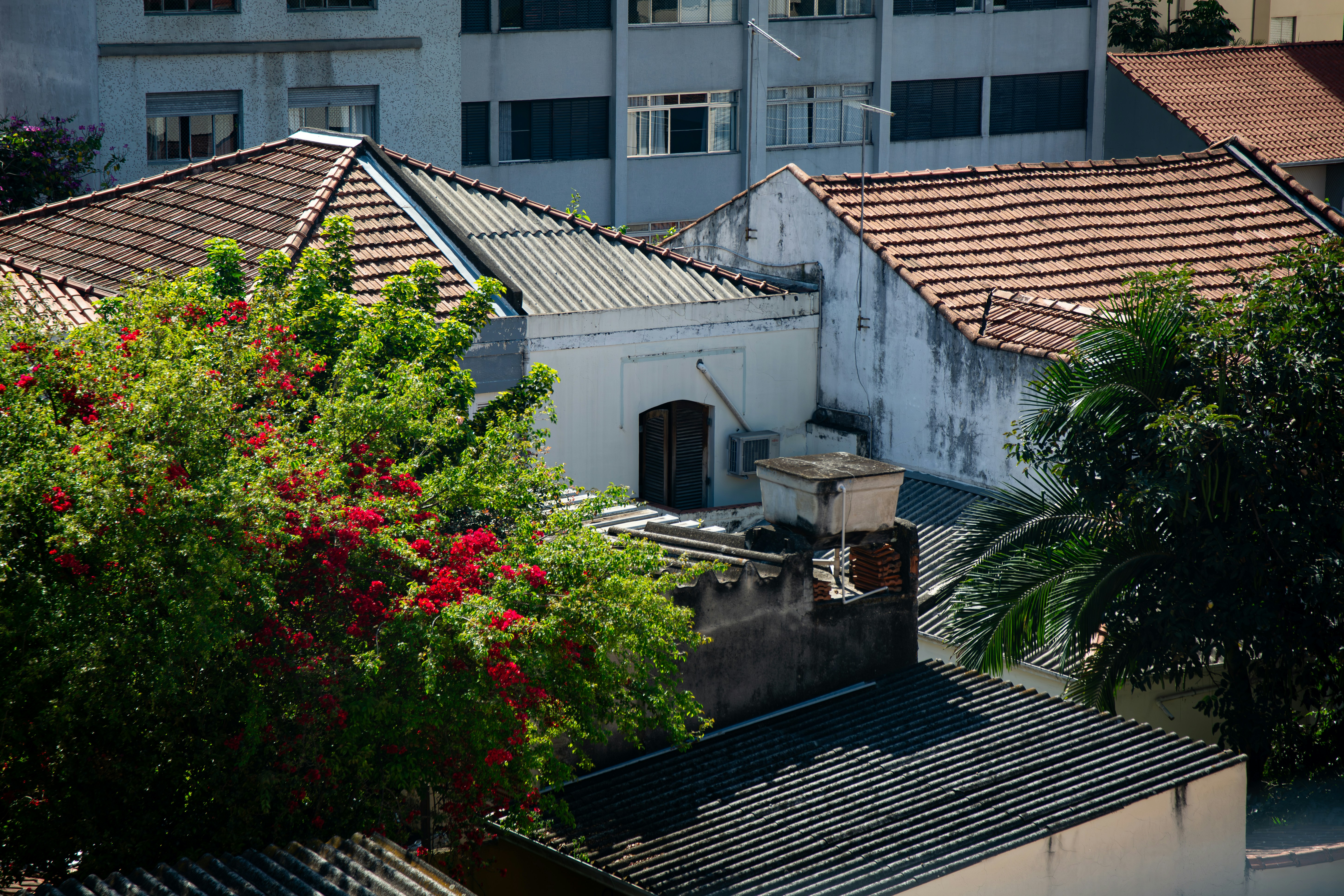 Rooftop Oasis Amid Urban Tiles