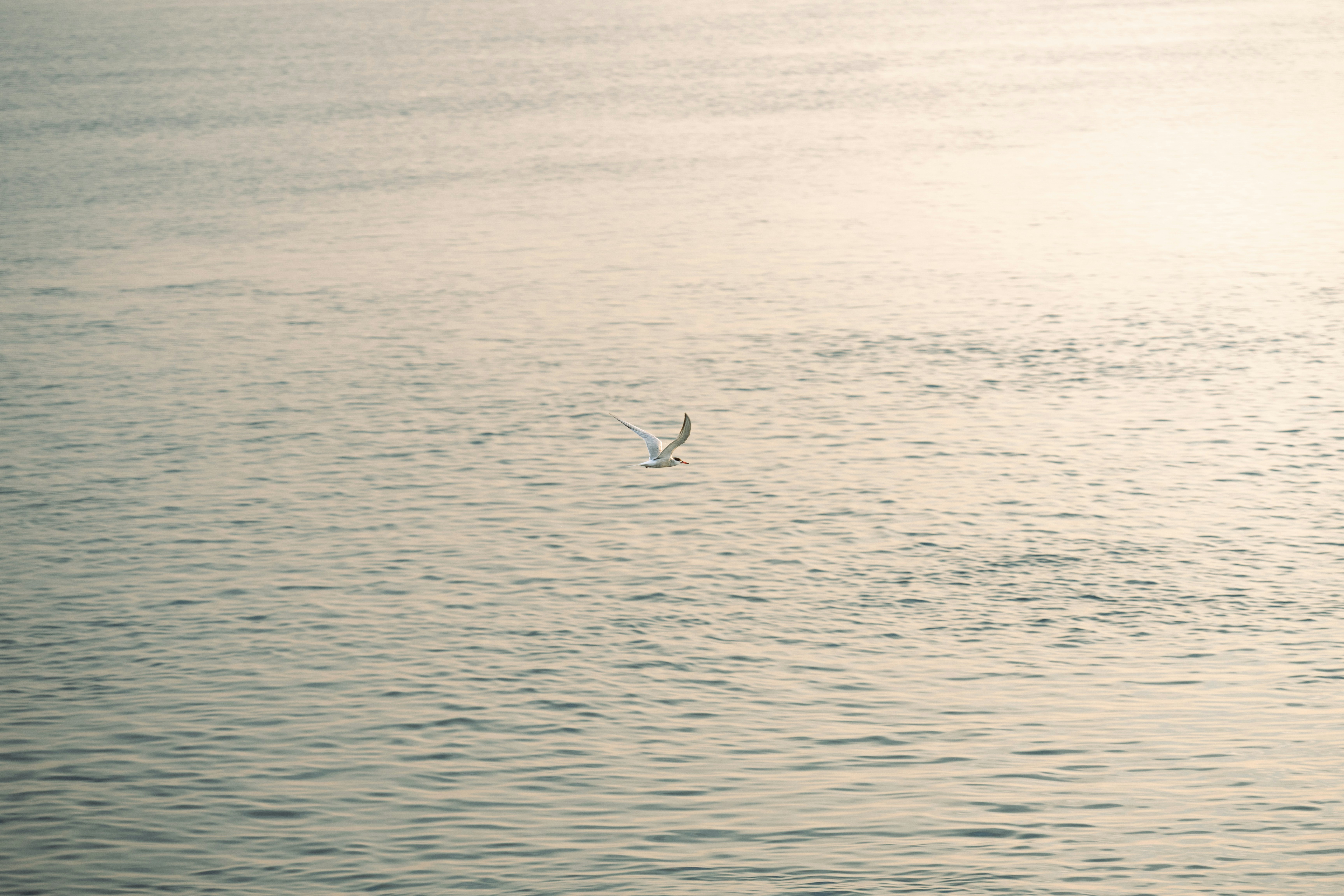 Isolated Gull over Quiet Horizon