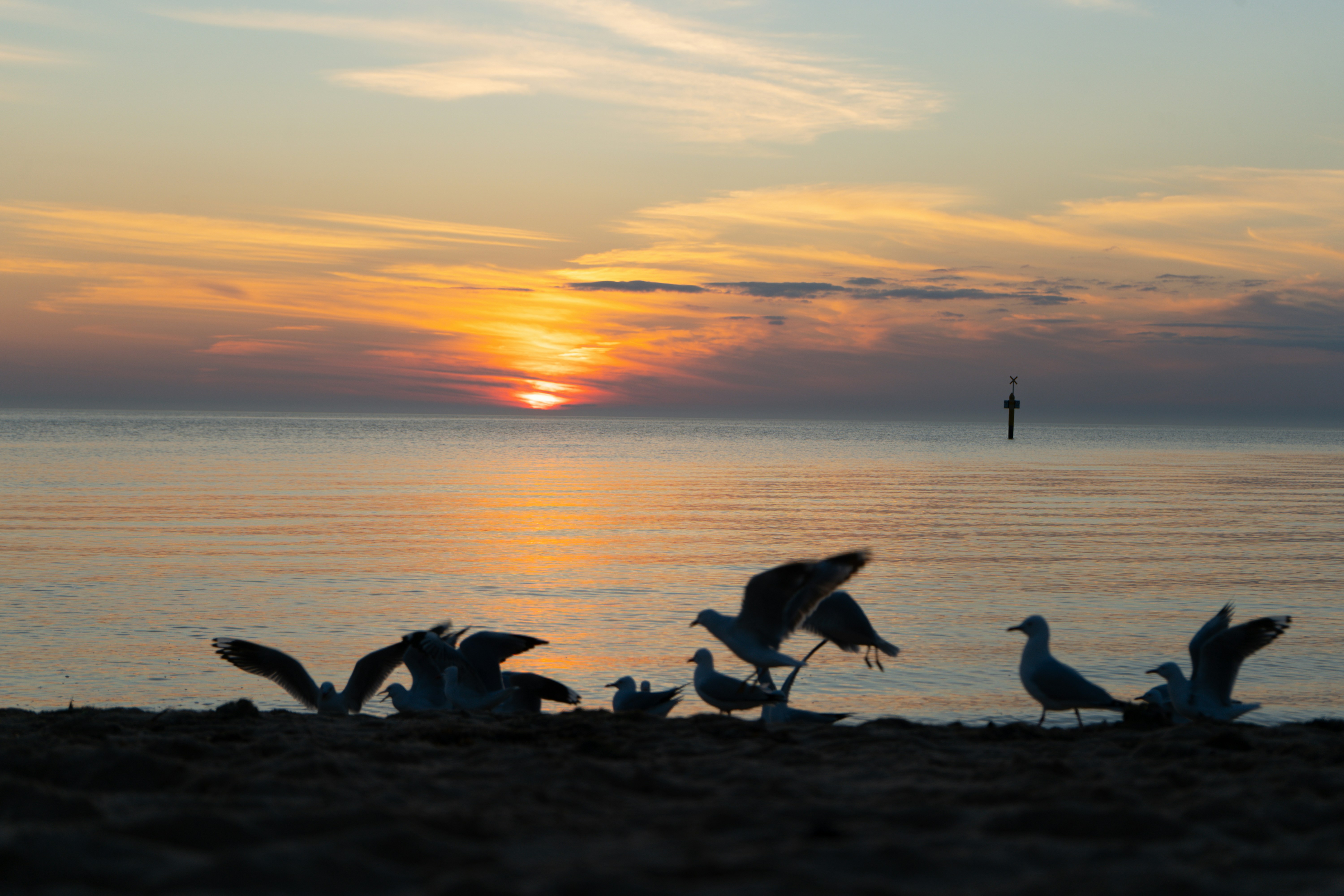 Dunes at Dusk: Seabirds and a Distant Marker