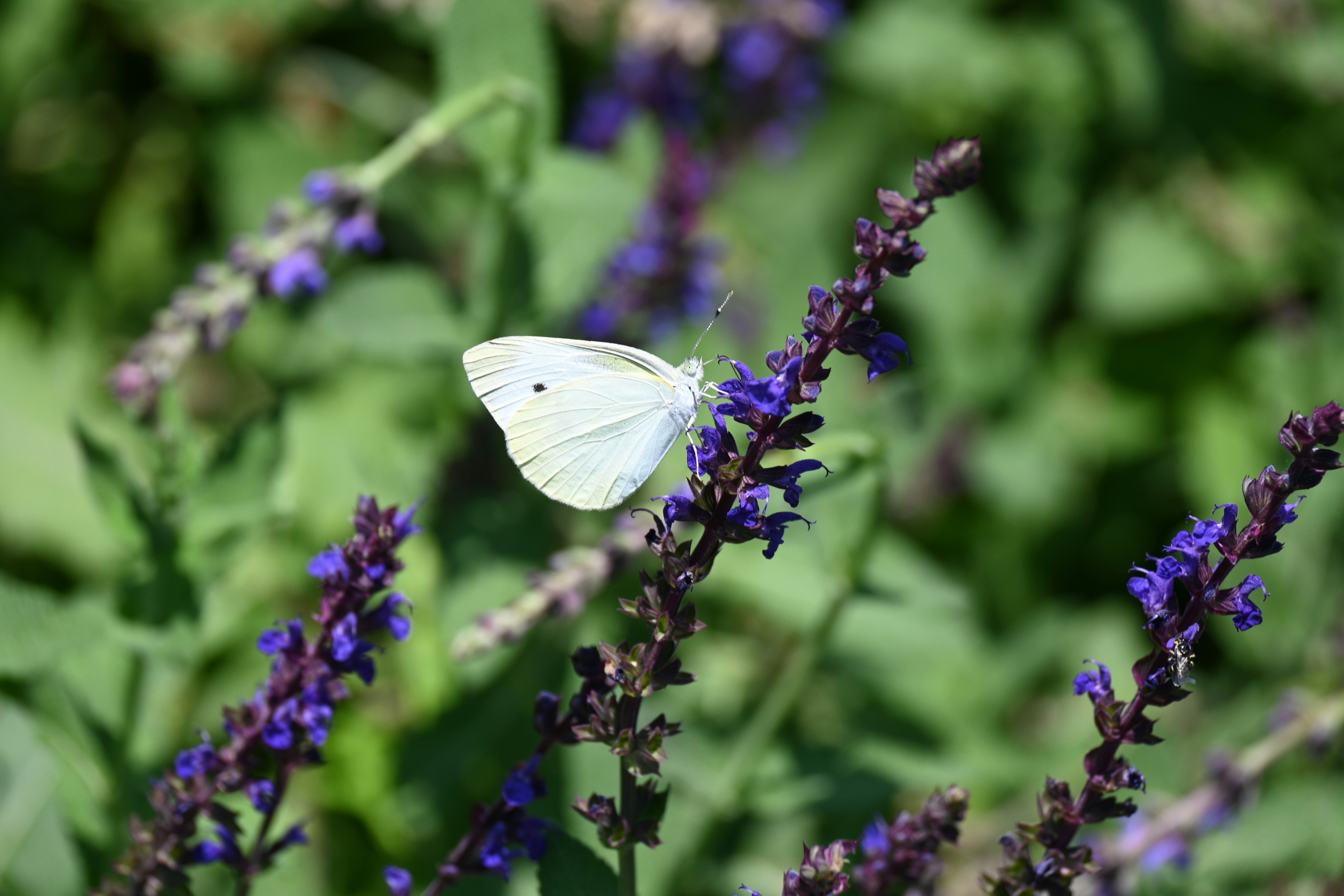 White butterfly poised on lavender spikes in a sunlit garden