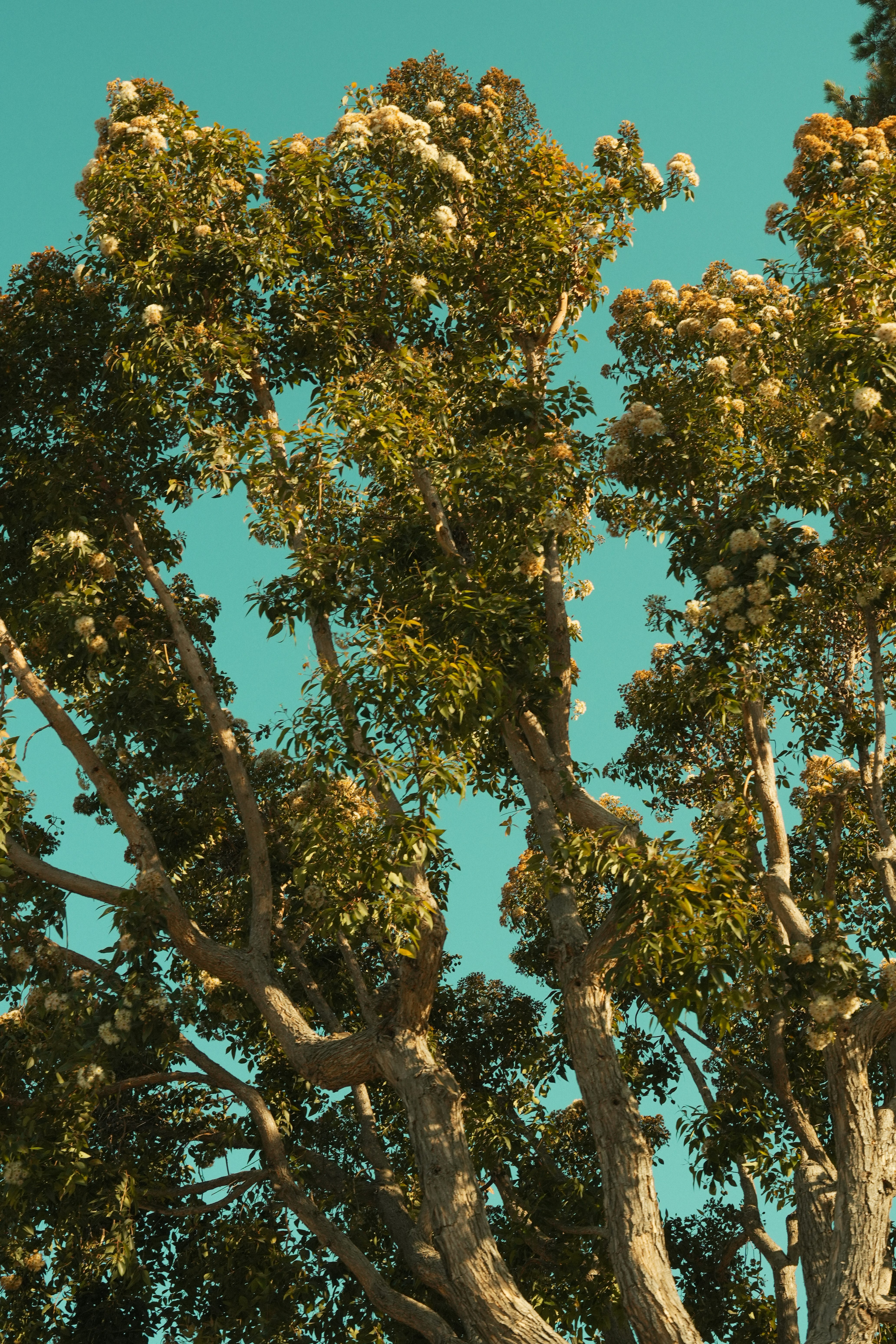 Sunlit Canopy: A Verdant Skyward View
