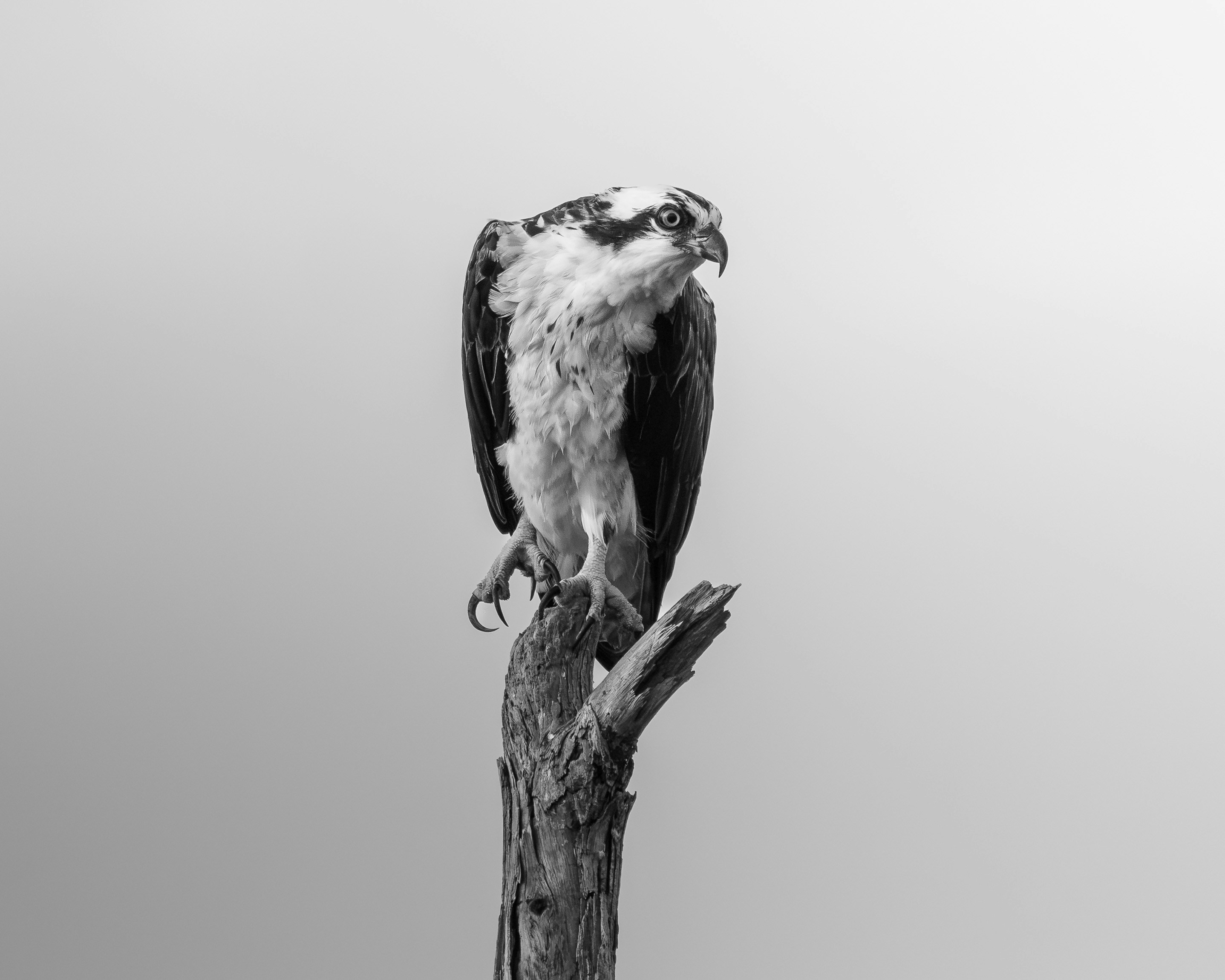 Soaring Allure: A perched osprey against a soft gray wash