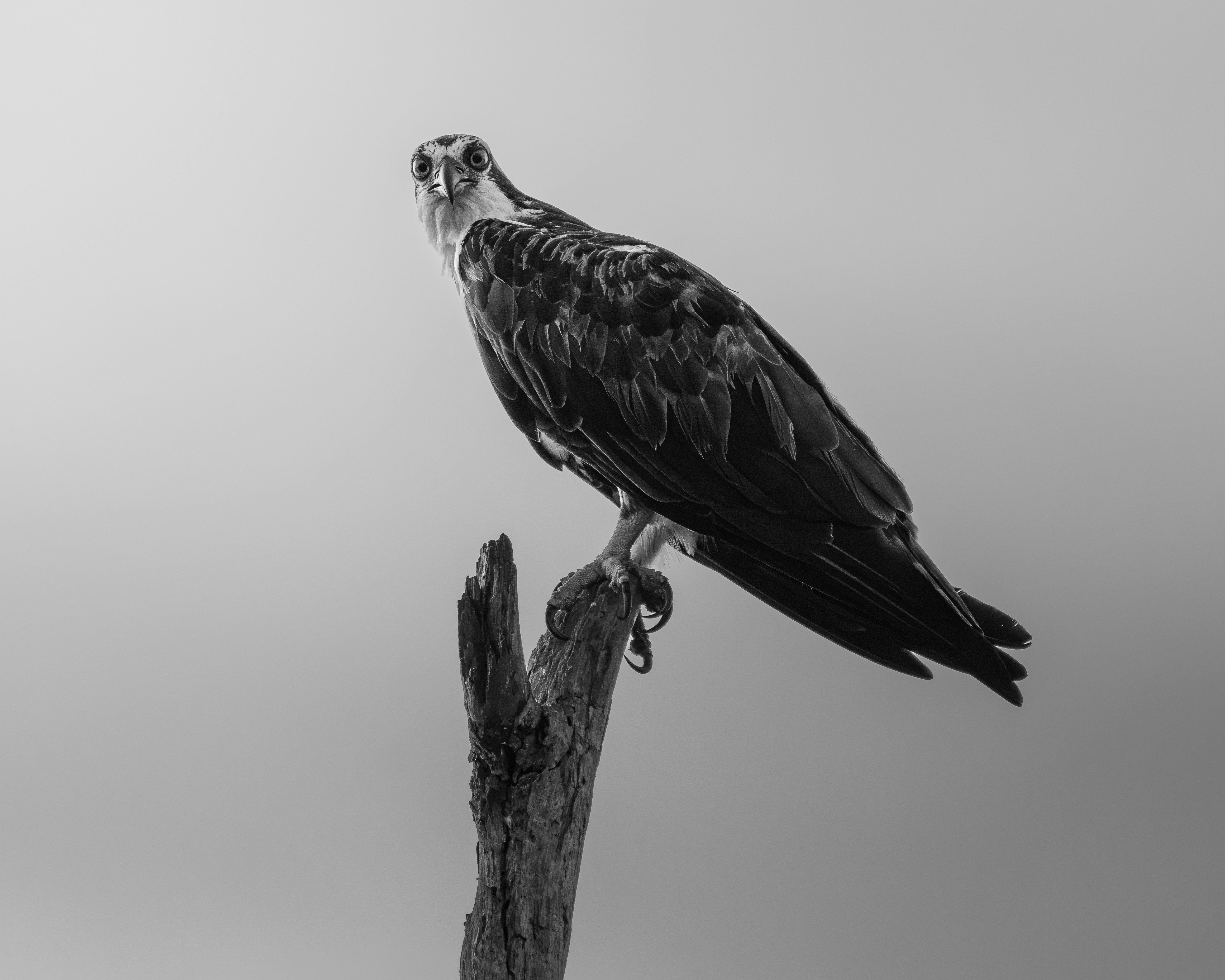 Watchful Crest: Peregrine on a Weathered Post