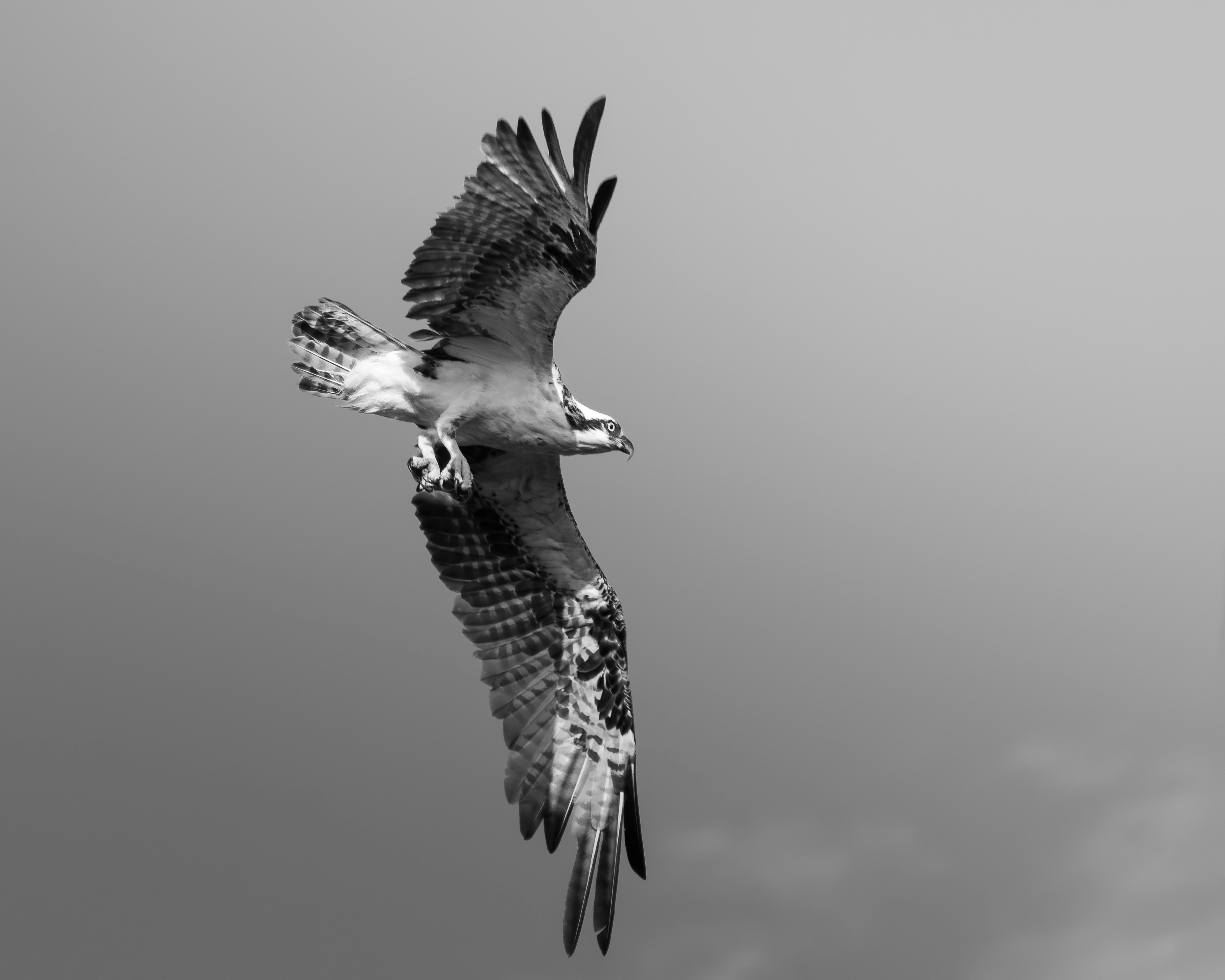 Mid‑air Hunter in Monochrome