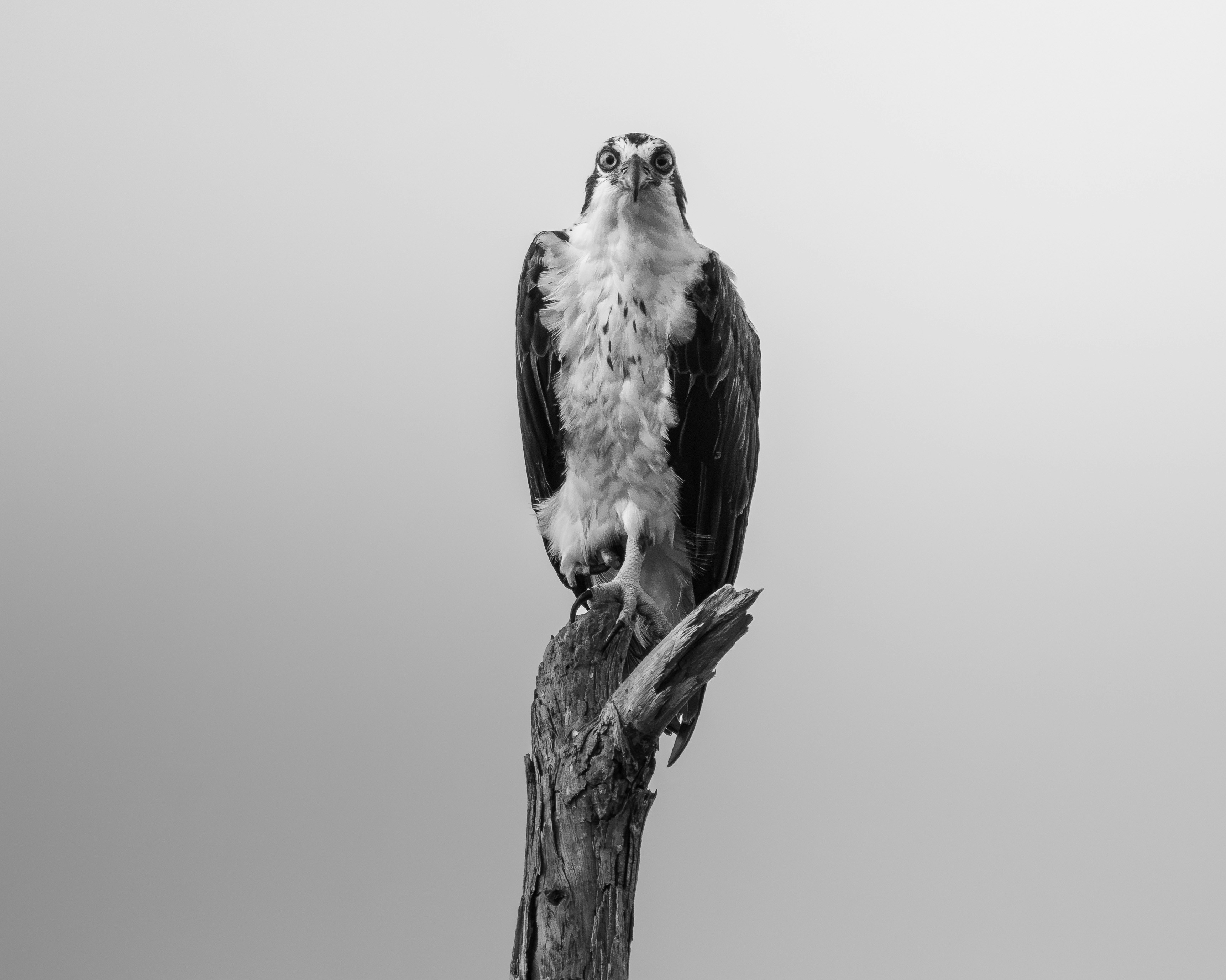 Majestic Watcher on a Weathered Perch