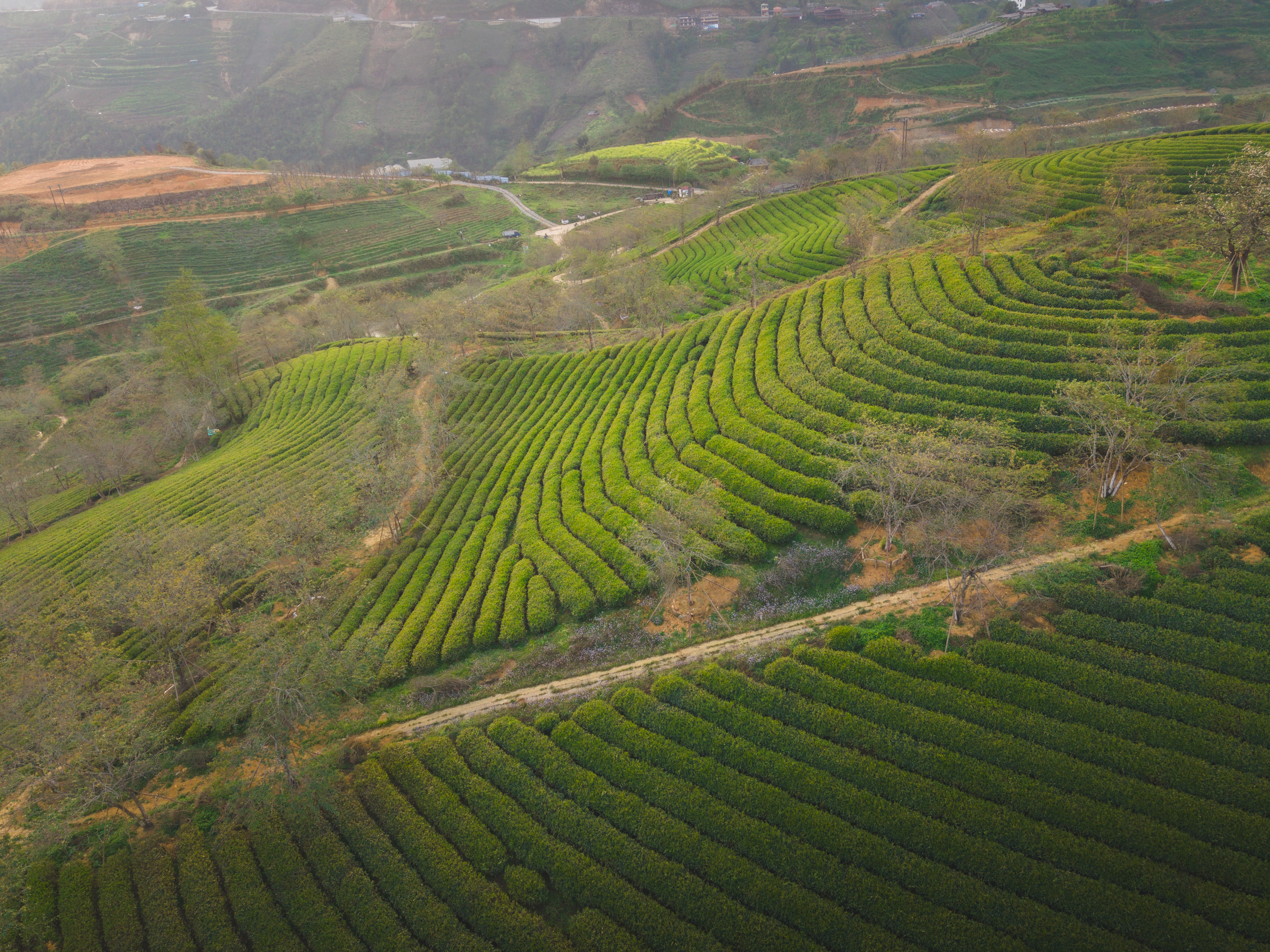 Terraced Emerald Waves in a Misty Valley