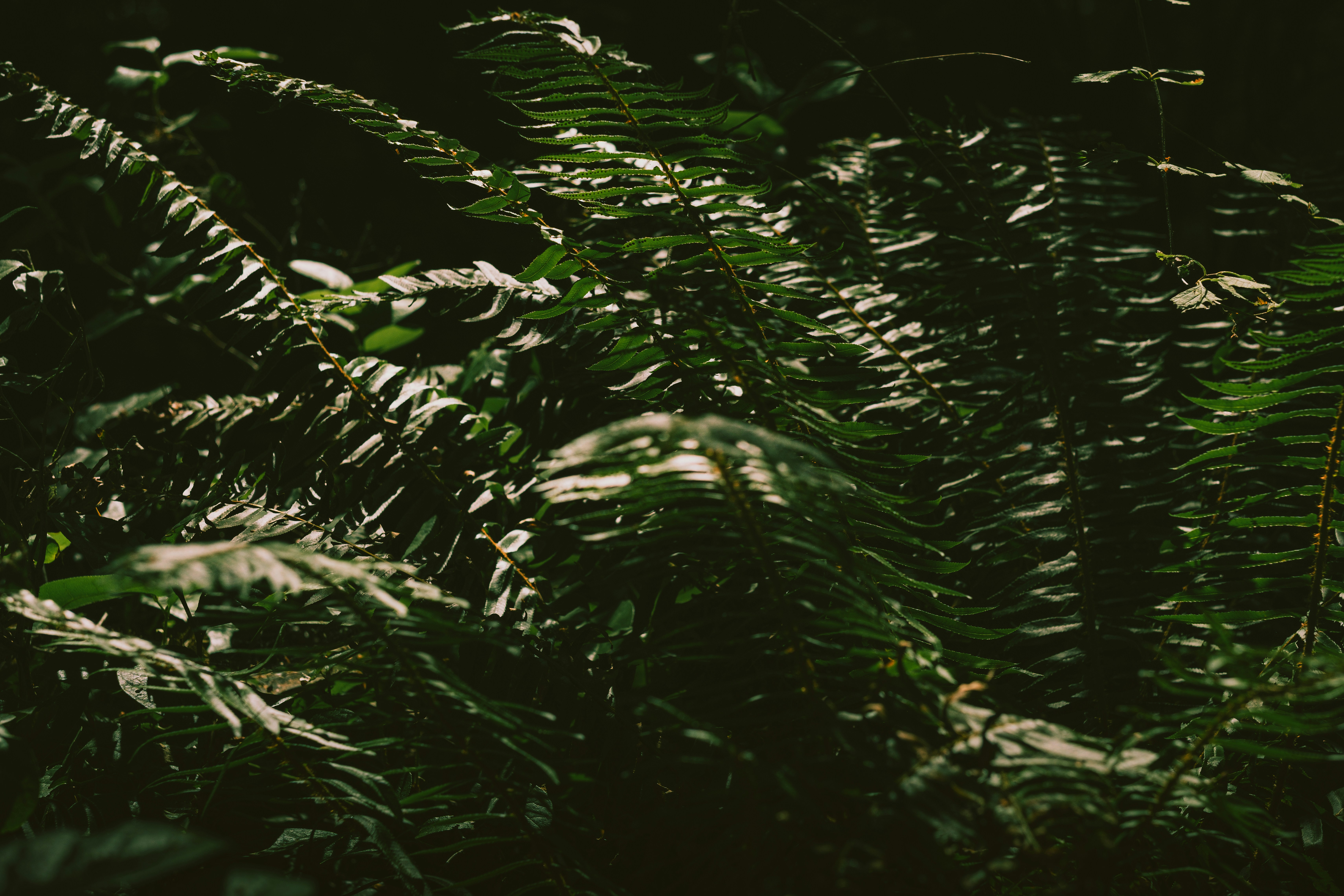 Hidden Green Majesty in Dense Fern Canopy