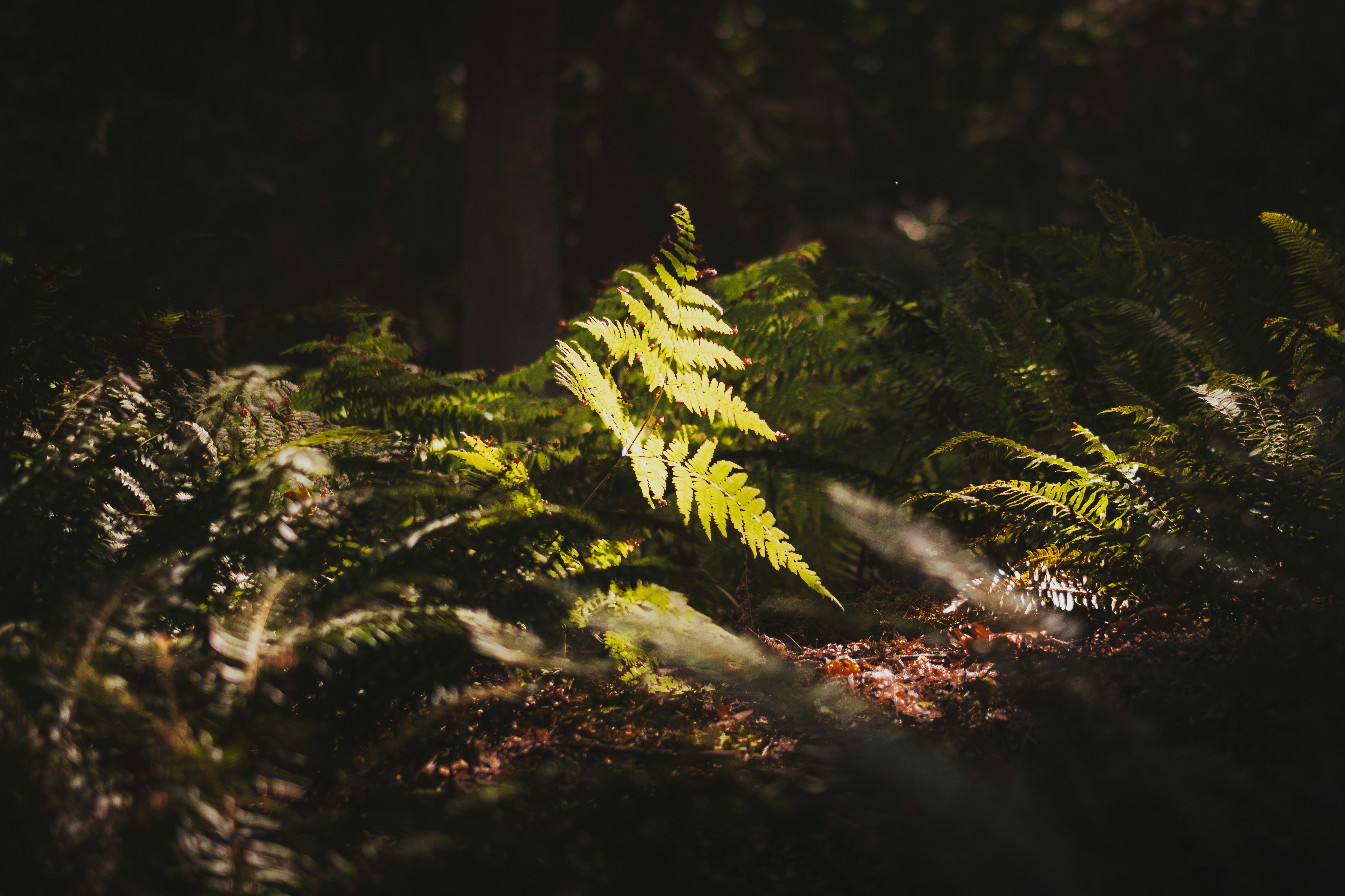 Sunlit Fern Amid Quiet Forest Shadows